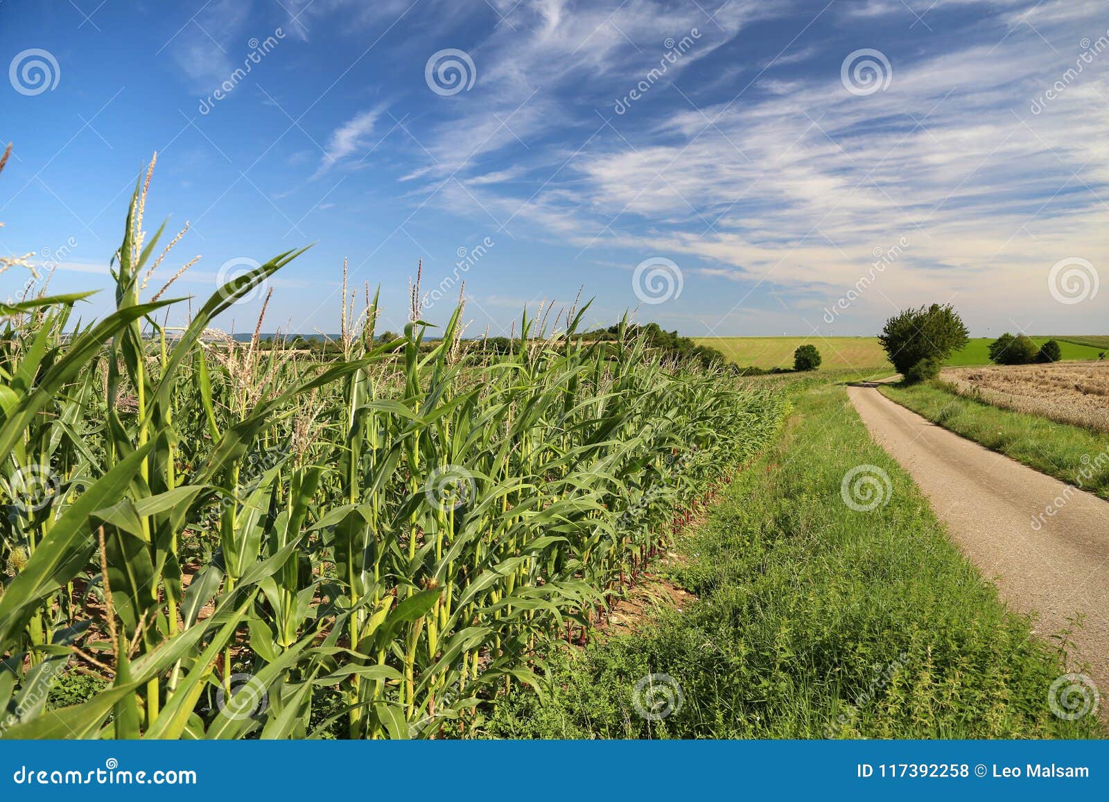 Corn field on the road stock photo. Image of countryside - 117392258