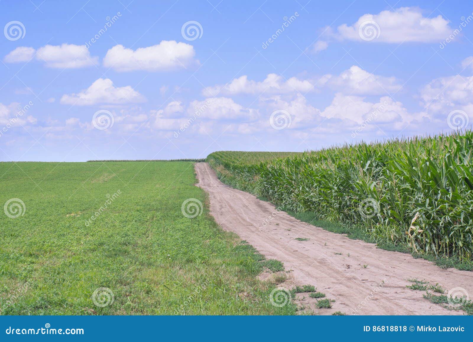 Corn Field Road Summer stock photo. Image of landscape - 86818818