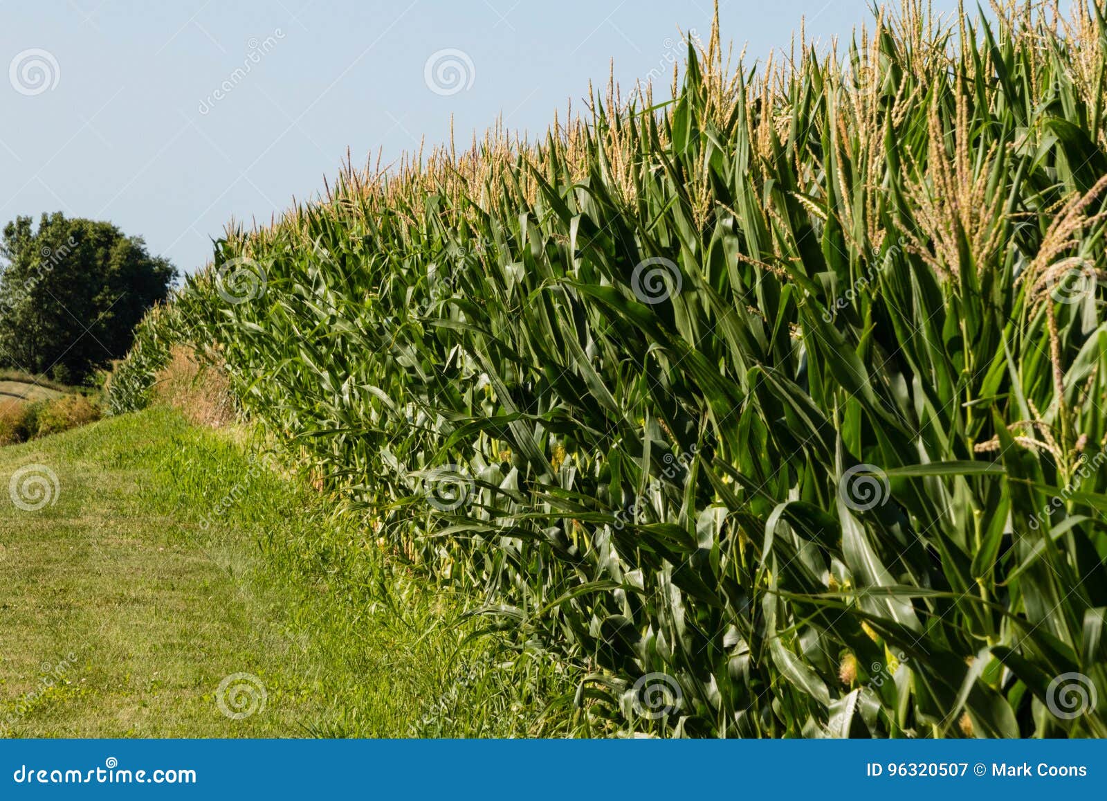 Corn Field Rolling Off into the Country Side Stock Image - Image of ...