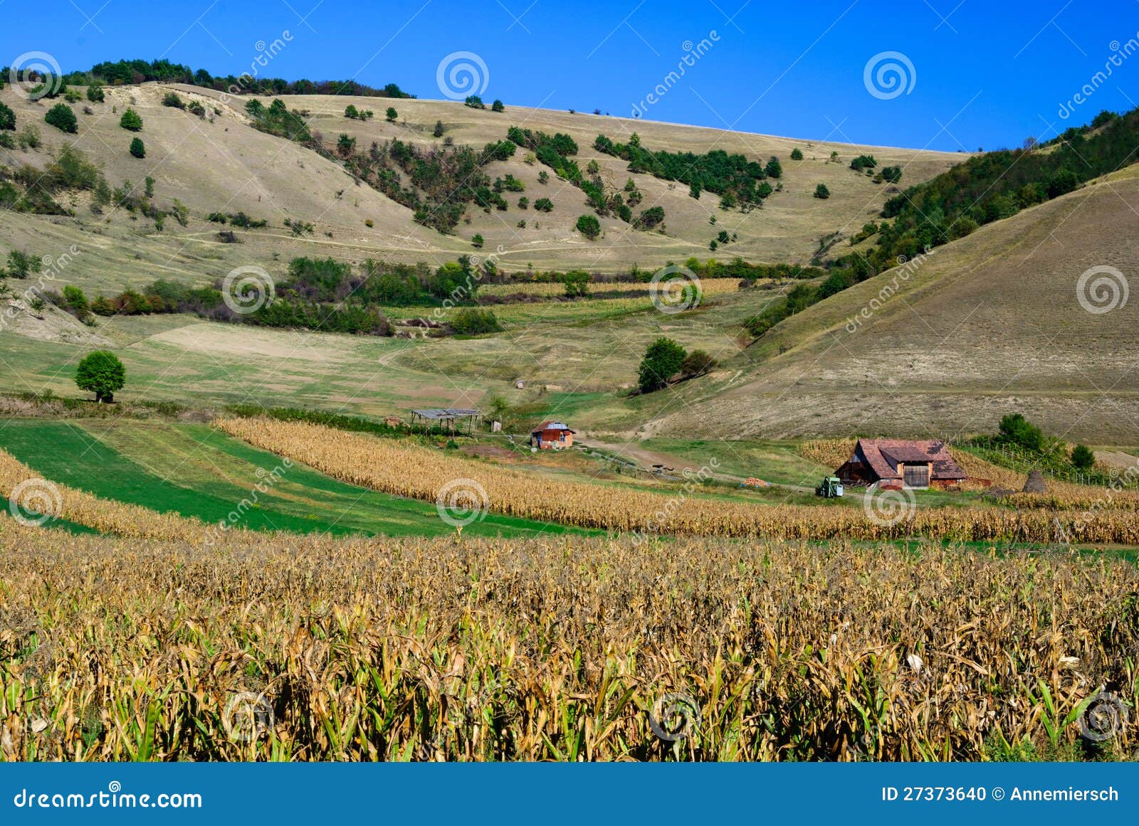 Corn field romania stock photo. Image of agriculture - 27373640