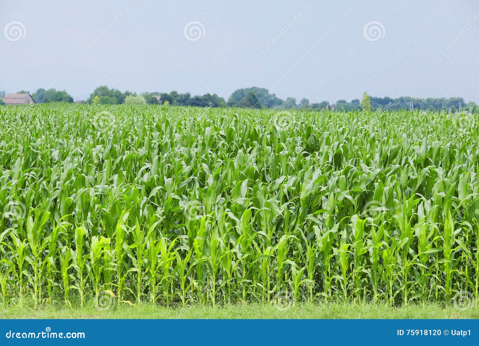 Corn field in Rovigo stock photo. Image of ground, corn - 75918120