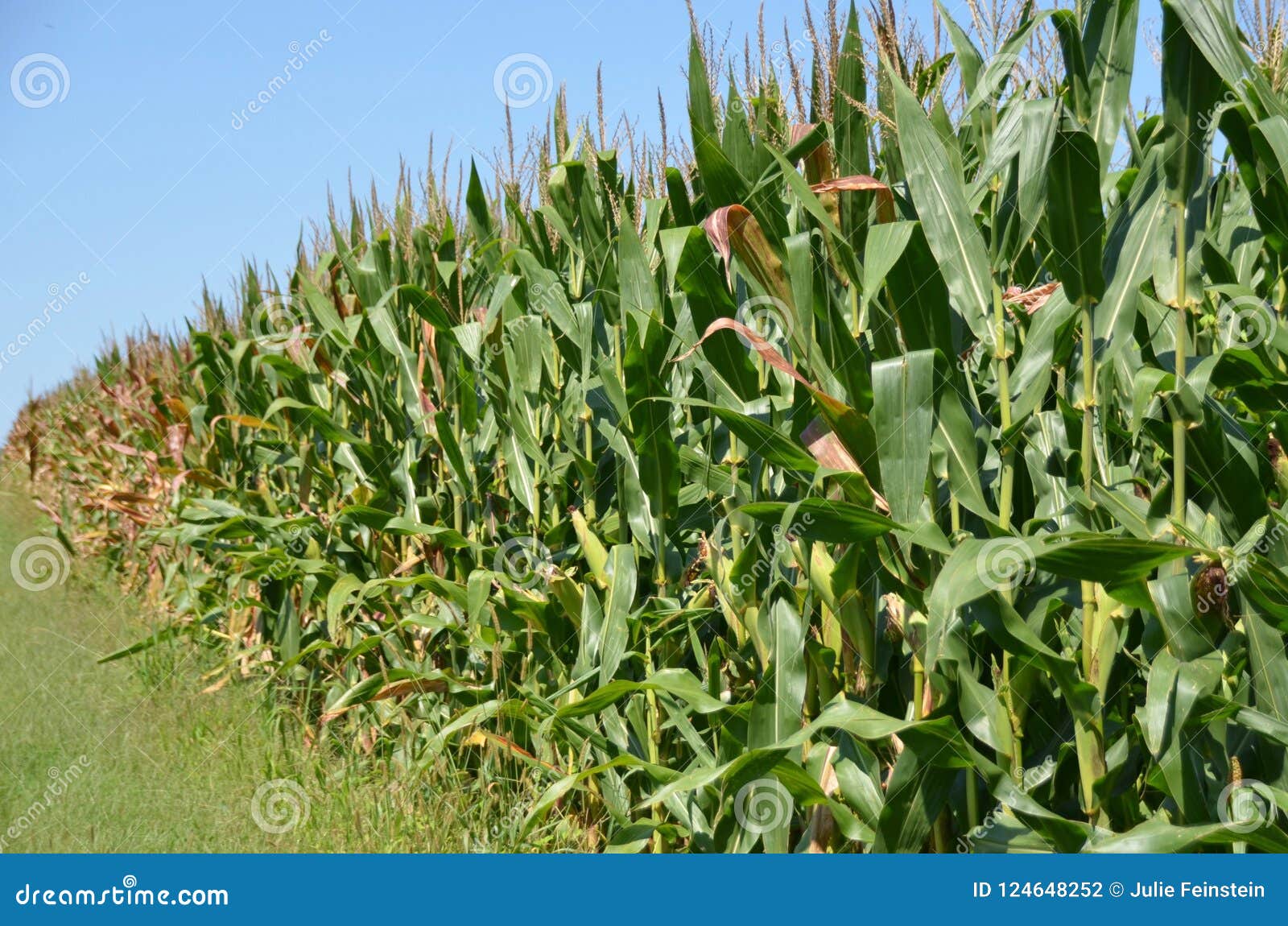 Corn Field stock photo. Image of crop, summer, stalks - 124648252