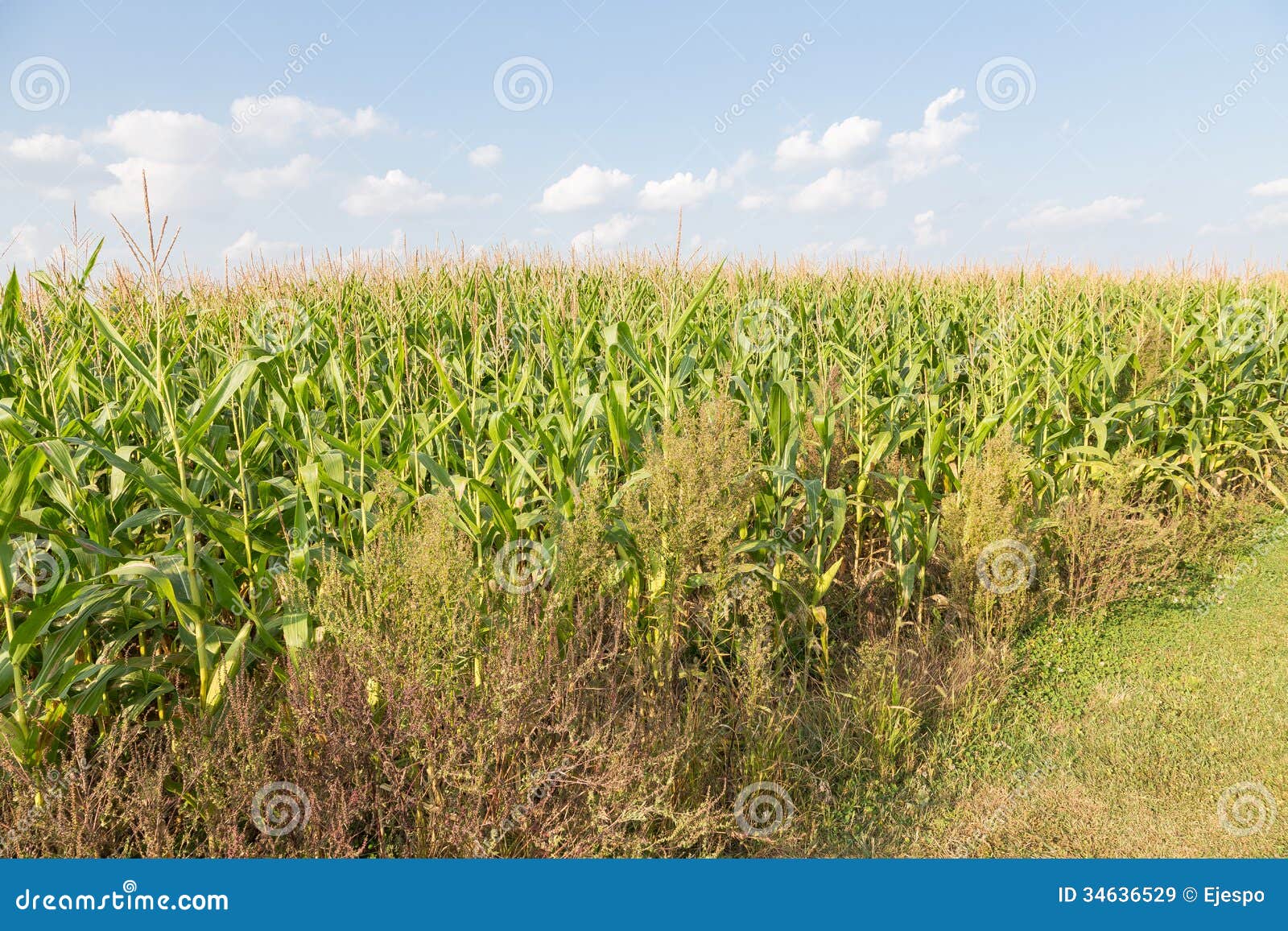 Corn Field stock image. Image of vegetable, corn, field - 34636529
