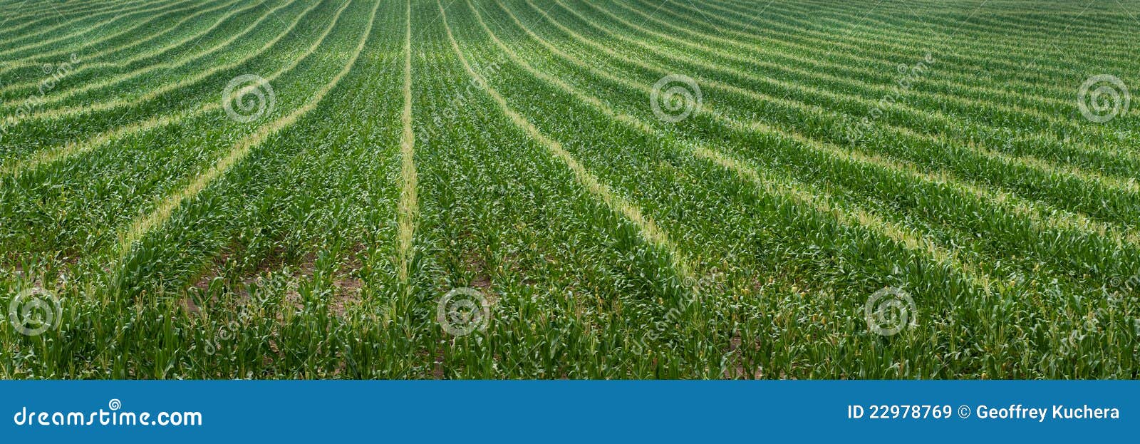 Corn Field Rows stock image. Image of pattern, seed, field - 22978769