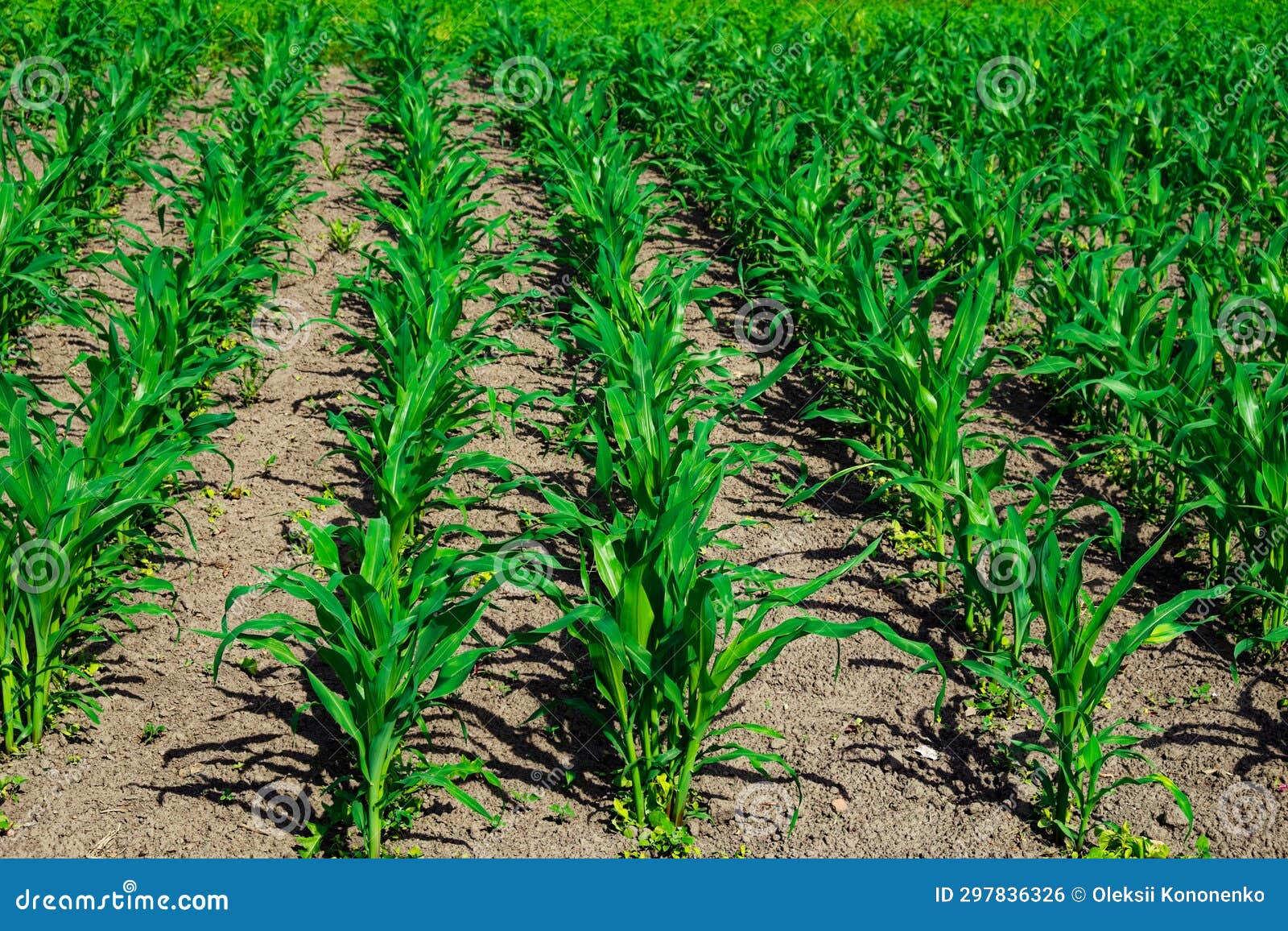 A Corn Field with Rows of Young, Green Plants Stock Photo - Image of ...