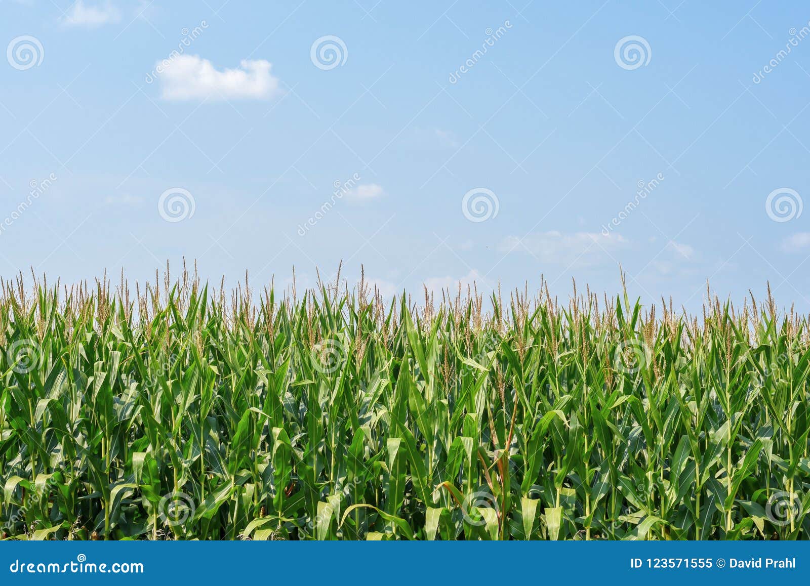 Corn Field in Rural Illinois Stock Image - Image of room, crop: 123571555
