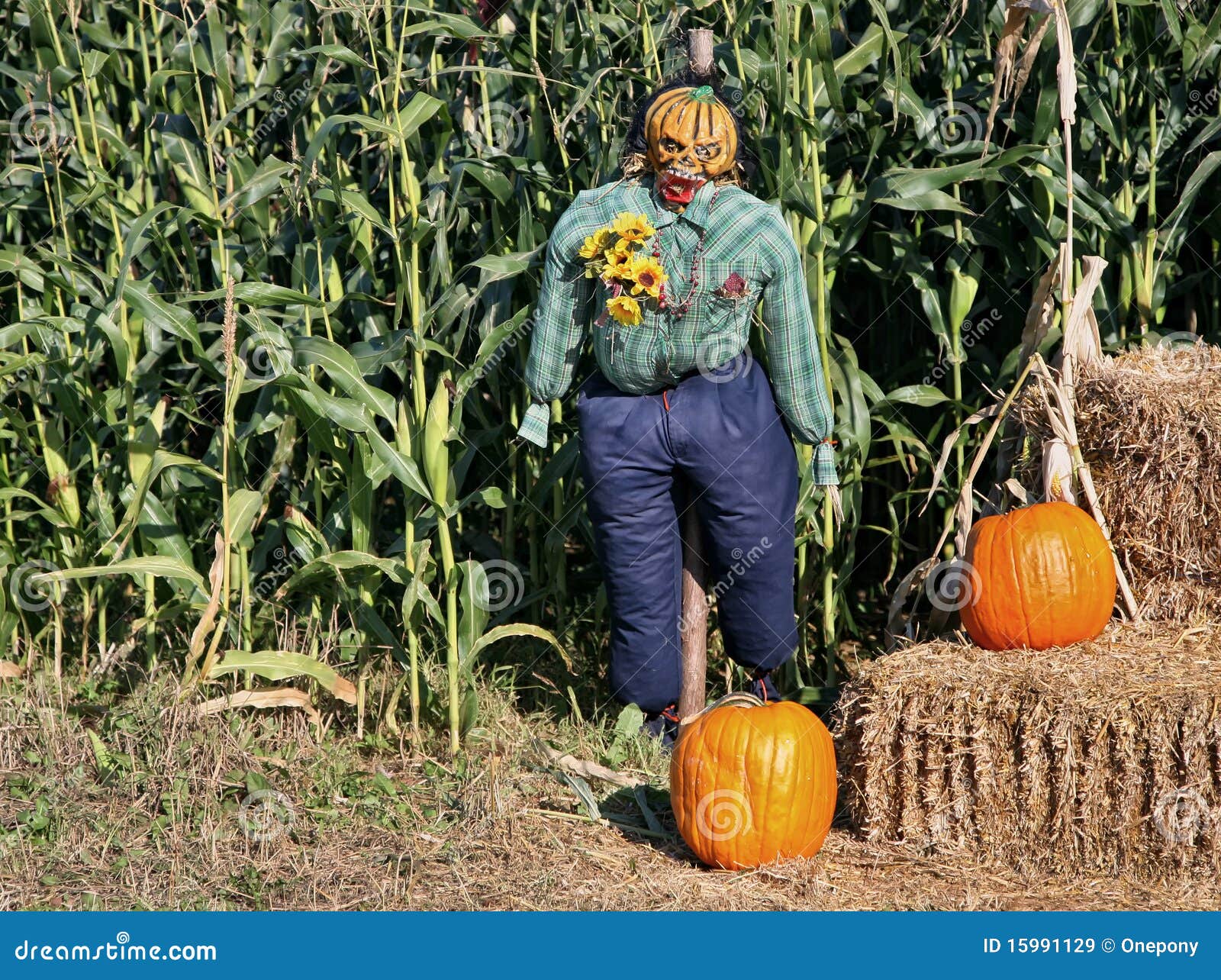 Corn Field Scarecrow stock image. Image of stalks, scarecrow - 15991129
