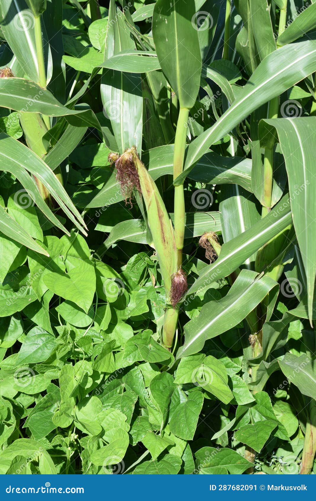 Big corn in a wet summer stock image. Image of agriculture - 287682091