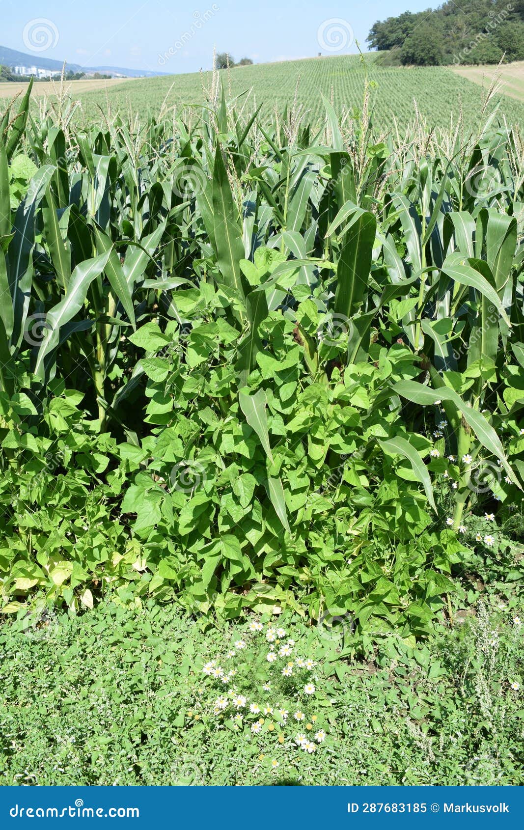 Corn Field with Secondary Plants Stock Image - Image of multiple ...