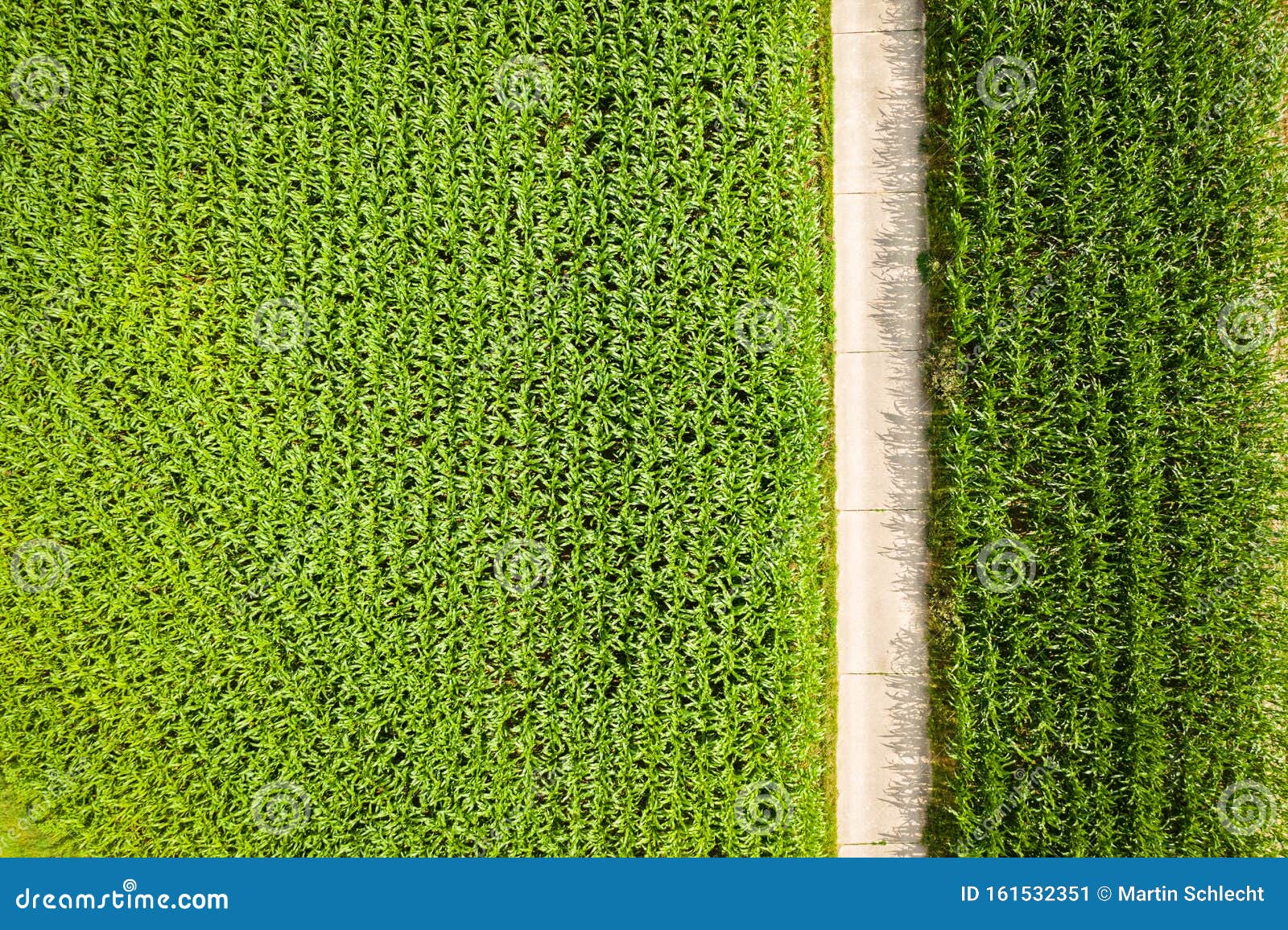 Corn field seen from above stock image. Image of field - 161532351
