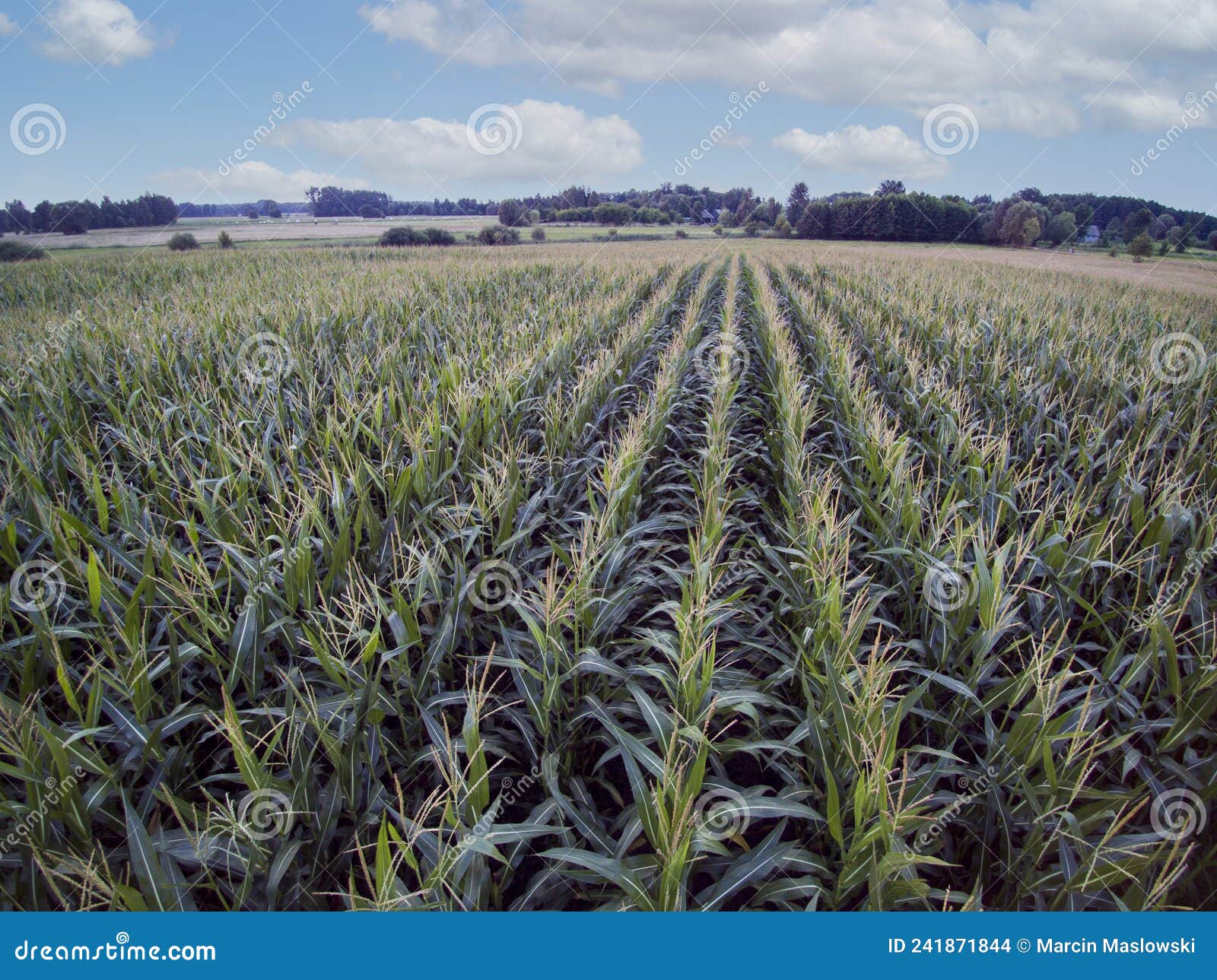 Corn Field Seen from a Bird`s Eye View, Beautiful Sky Stock Photo ...