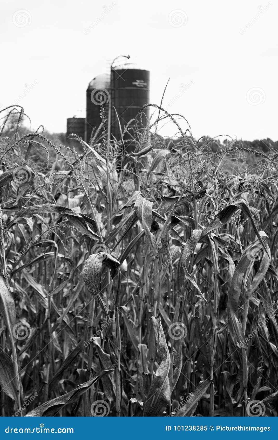 Corn Field Black And White
