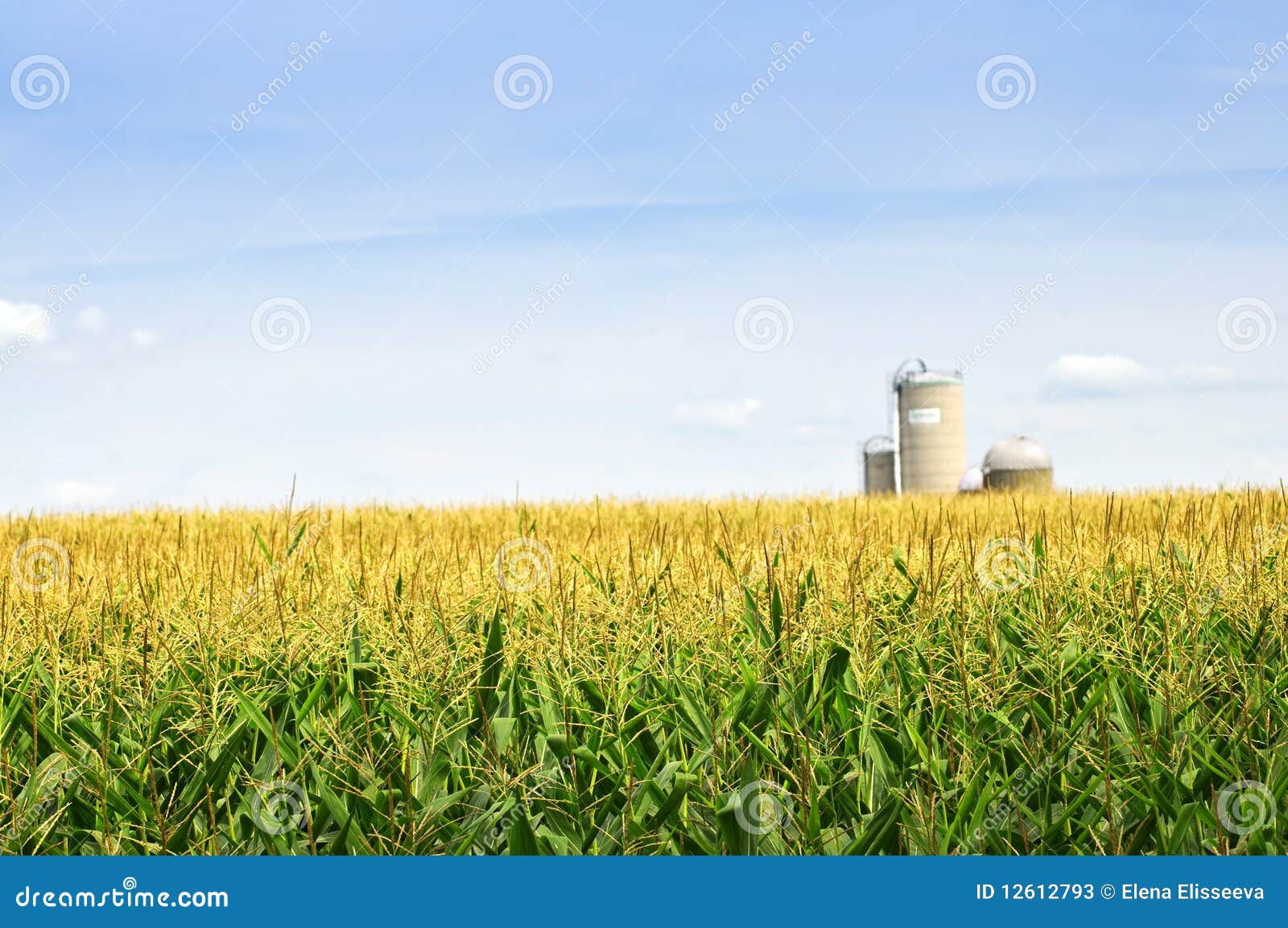 Corn field with silos stock image. Image of countryside - 12612793