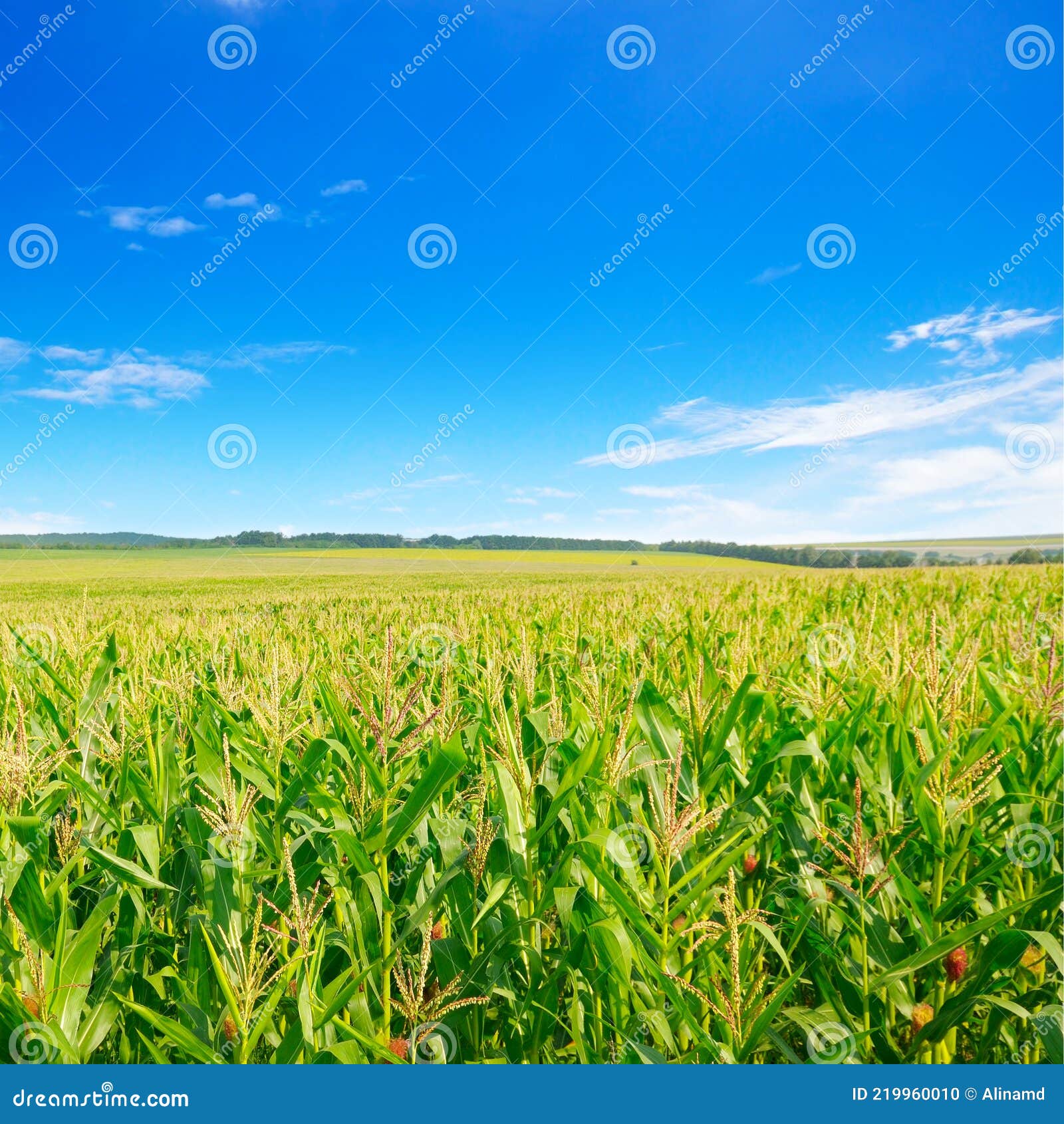 Corn field and blue sky stock photo. Image of farming - 219960010