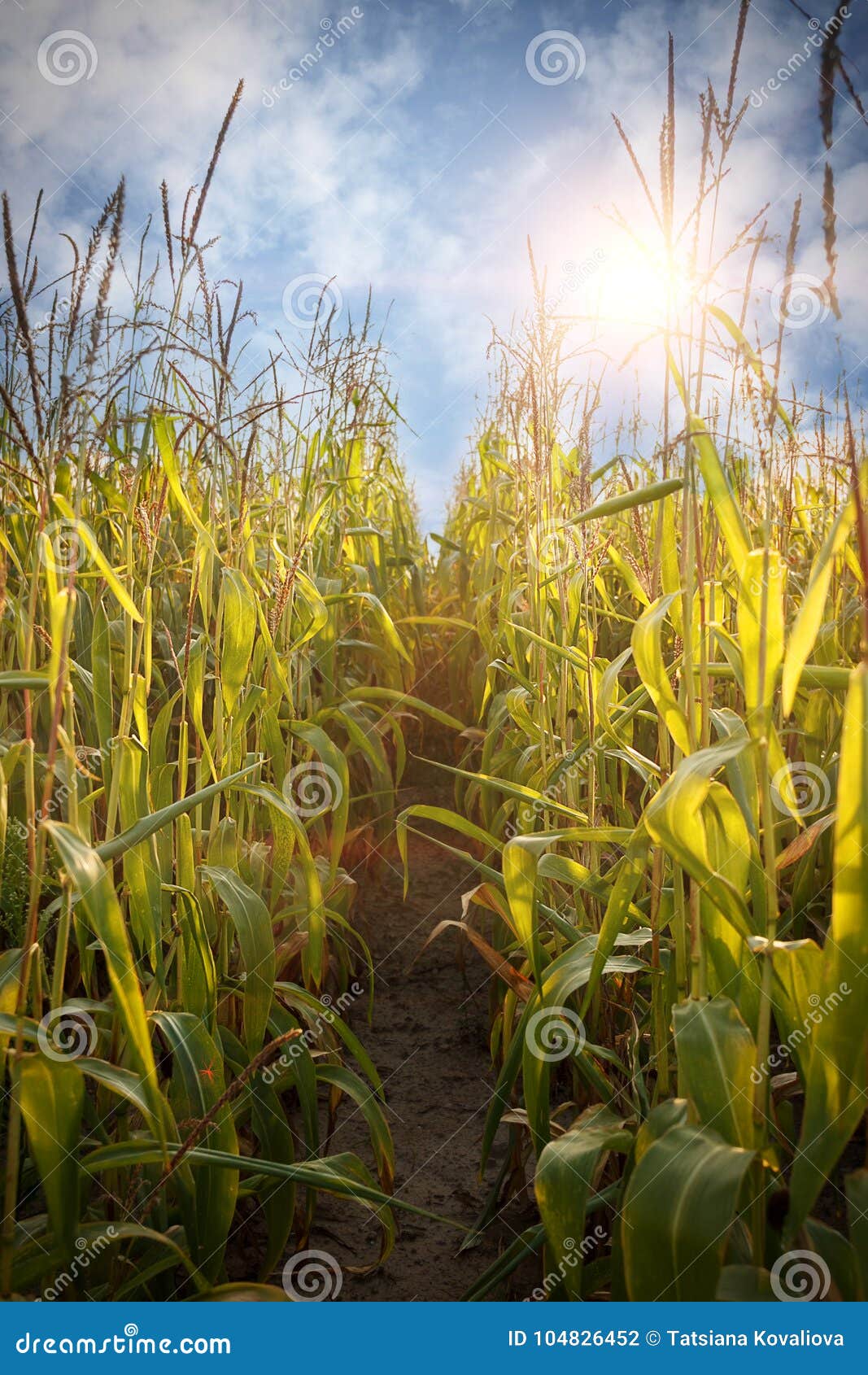 Corn Field and Sky with Beautiful Clouds Stock Photo - Image of cloudy ...