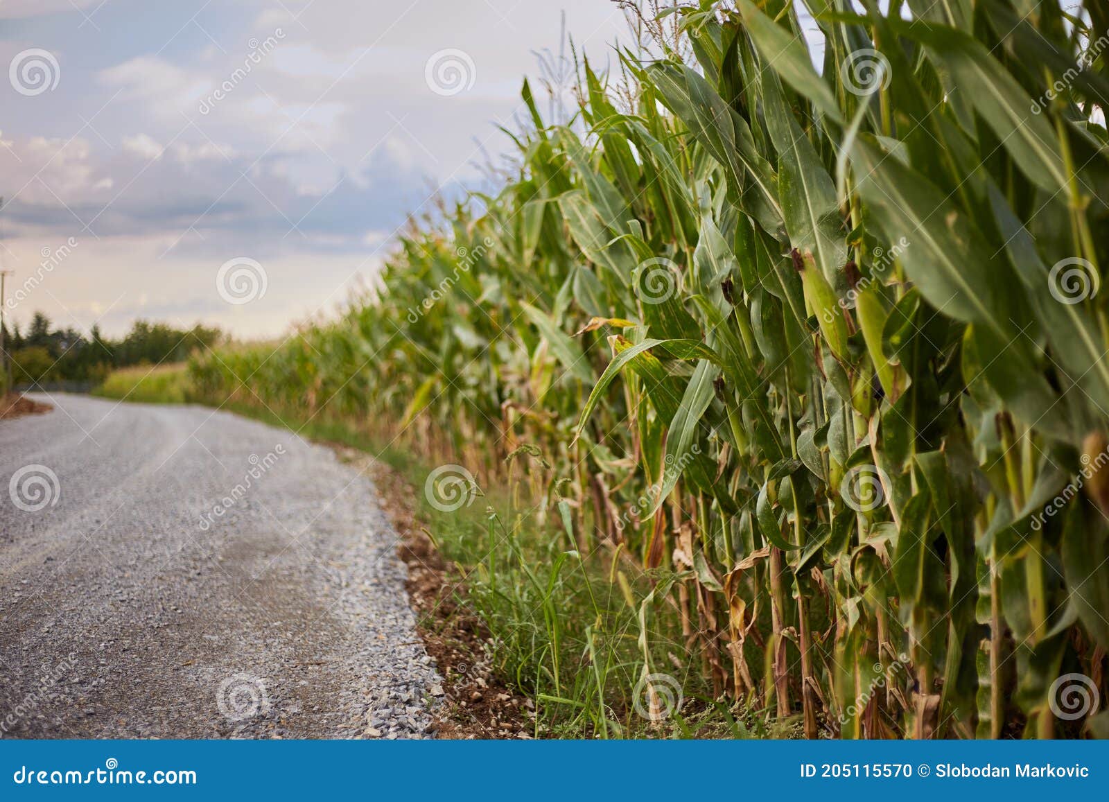 Corn Field with Sky and Road Stock Photo - Image of green, growing ...
