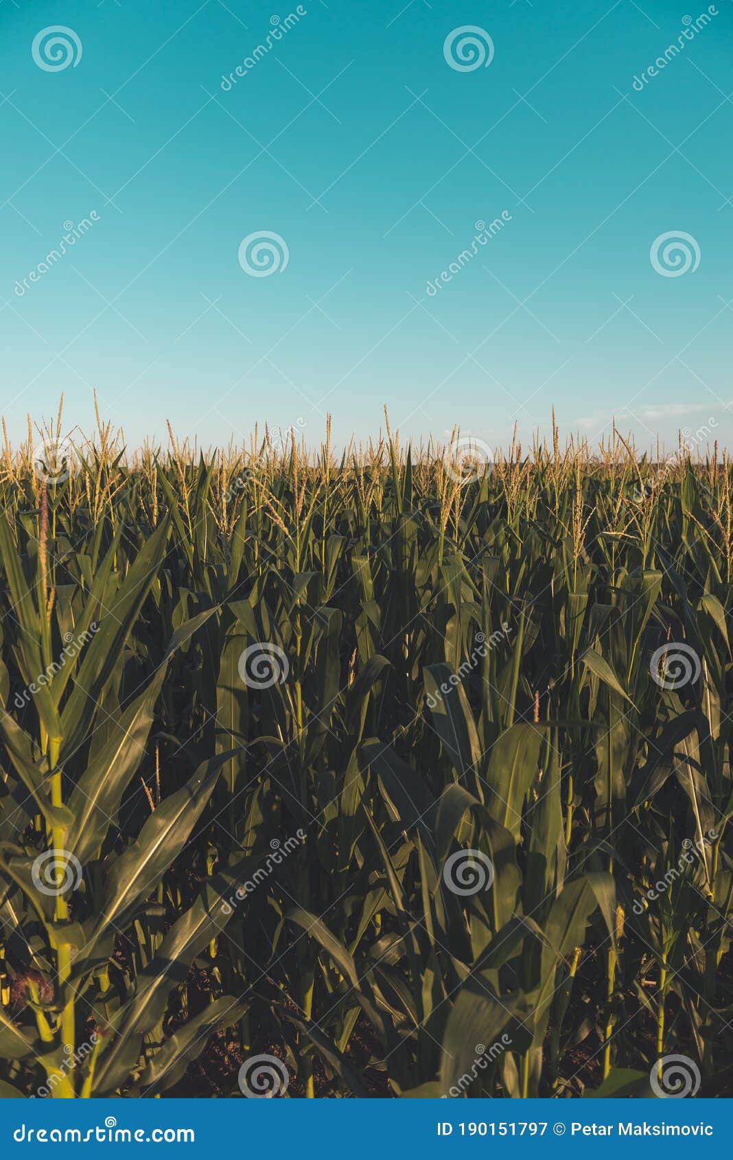 Corn Field and Sky Vertical Image Stock Image - Image of harvesting ...