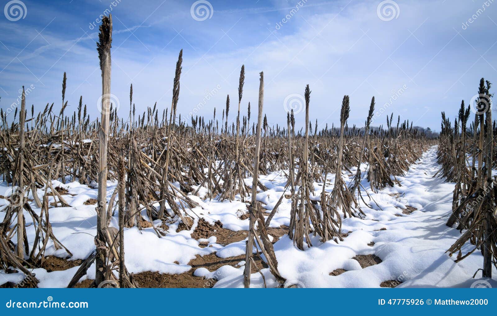 Corn Field in the snow stock photo. Image of corn, carolina - 47775926