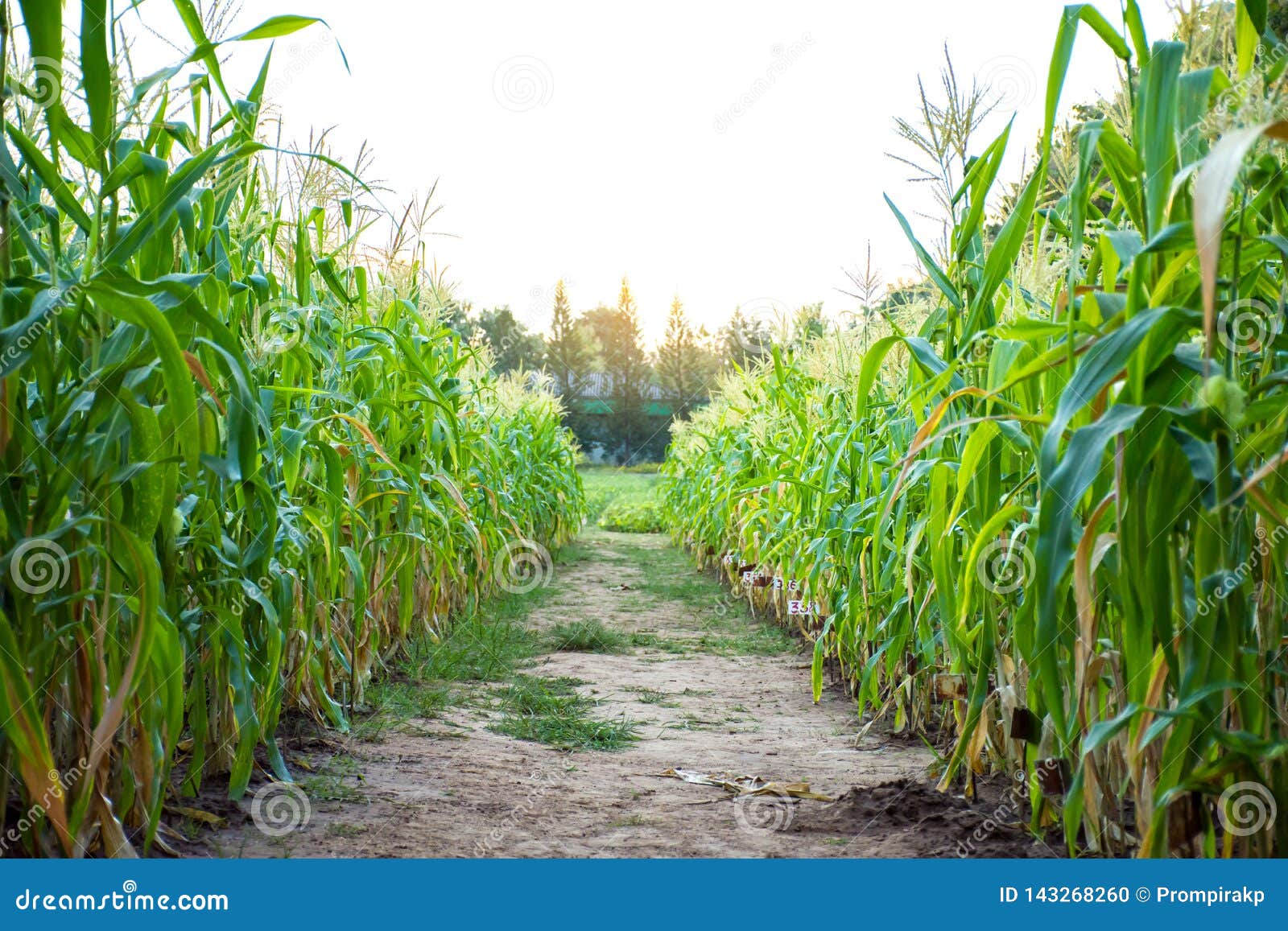 Corn Field with Soil Walk Way in Middle of the Picture Stock Photo ...