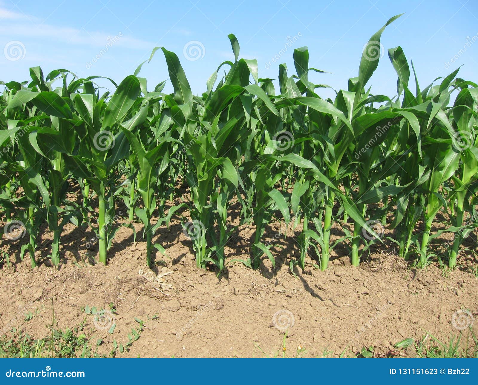 Corn field in Spring stock image. Image of spring, early - 131151623