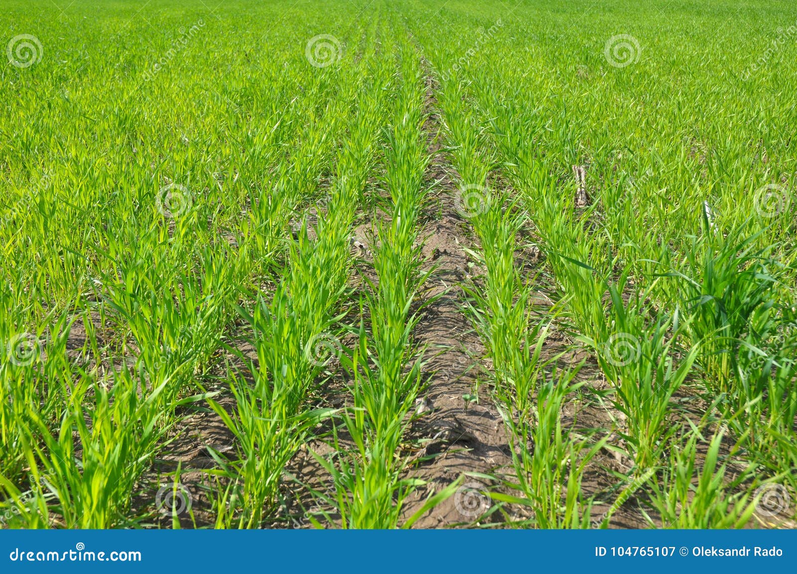Close Up on Corn Field in Spring. Corn Field Natural Background. Stock ...