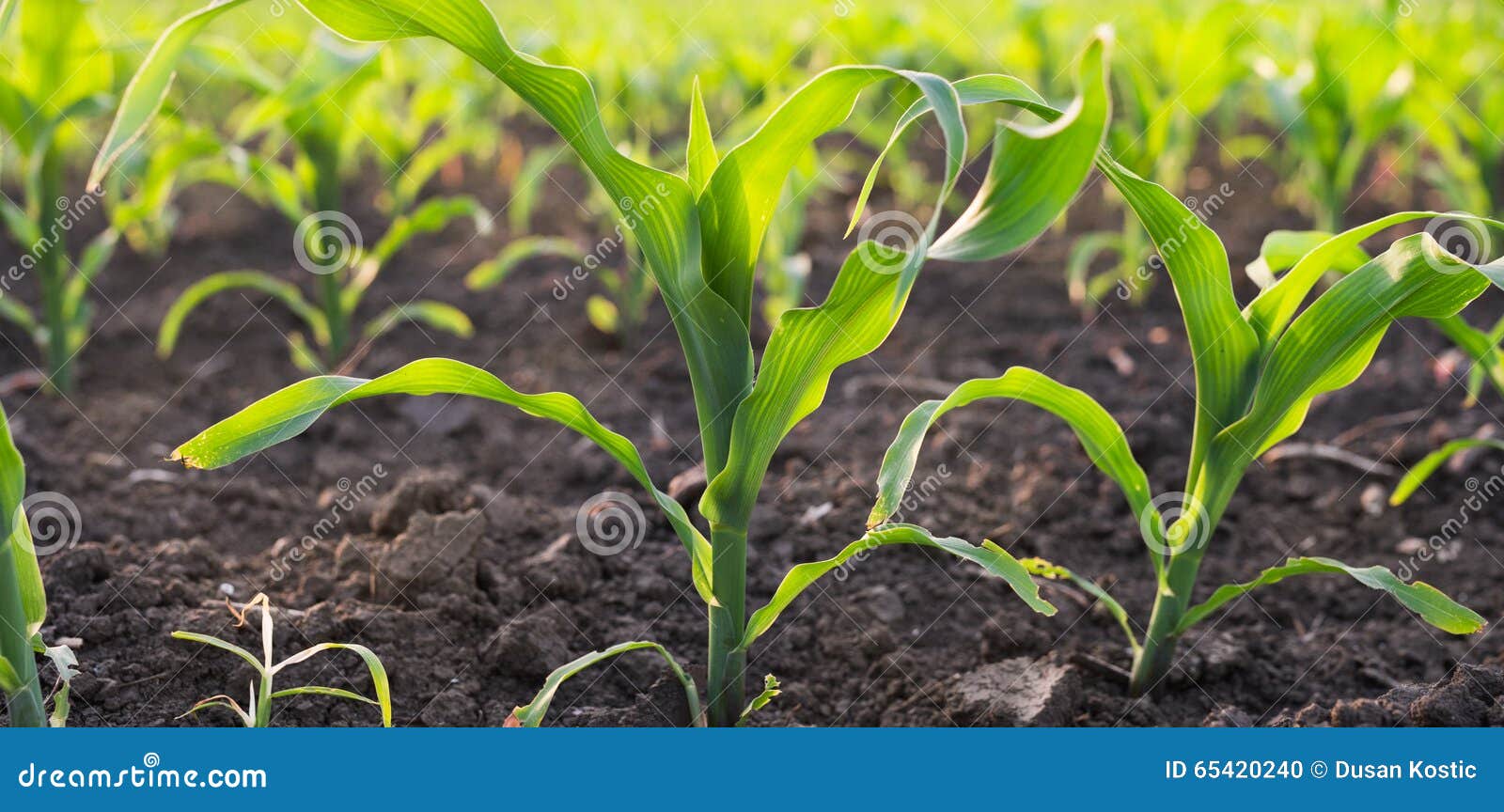 Corn field in spring stock photo. Image of scenic, season - 65420240