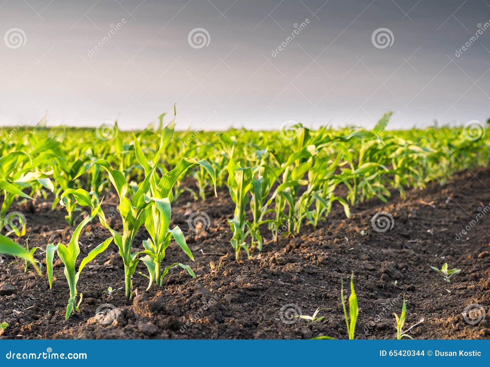 Corn field in spring stock photo. Image of growing, nature - 65420344