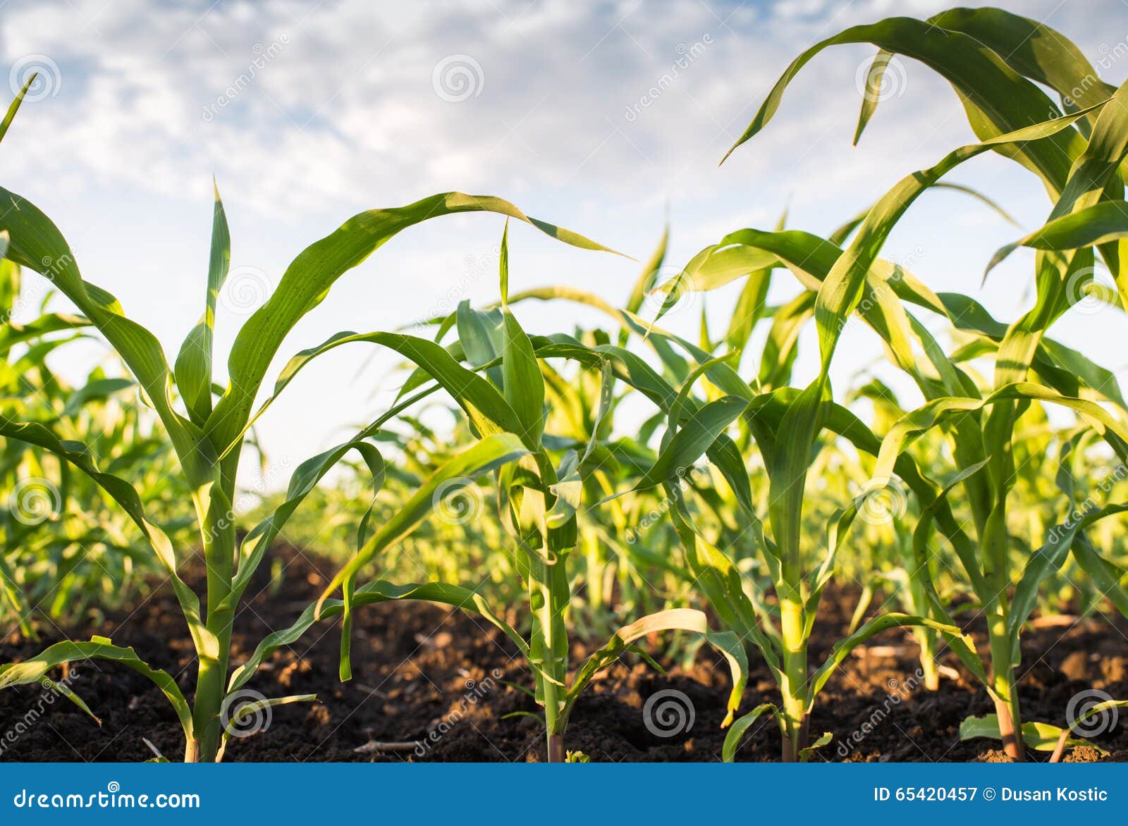 Corn field in spring stock image. Image of leaf, outdoor - 65420457