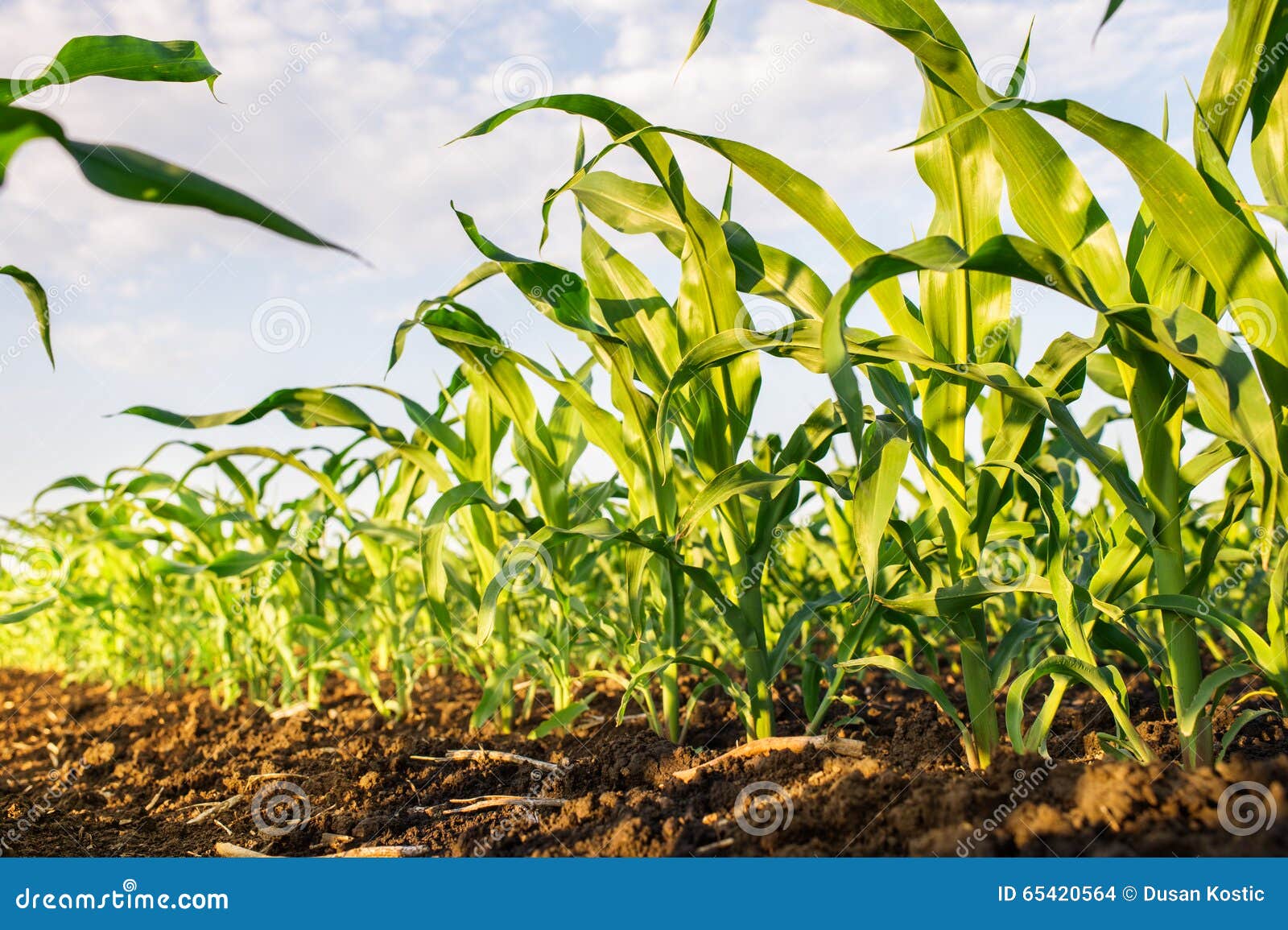 Corn field in spring stock photo. Image of season, field - 65420564