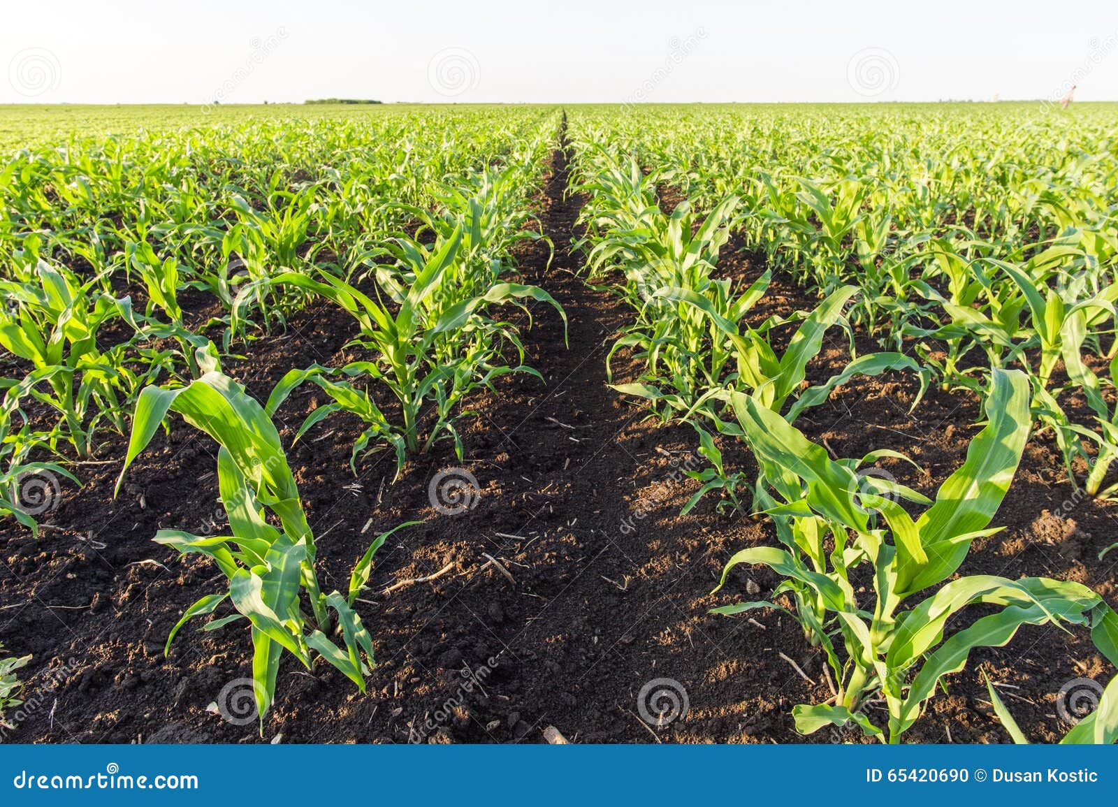 Corn field in spring stock photo. Image of green, field - 65420690
