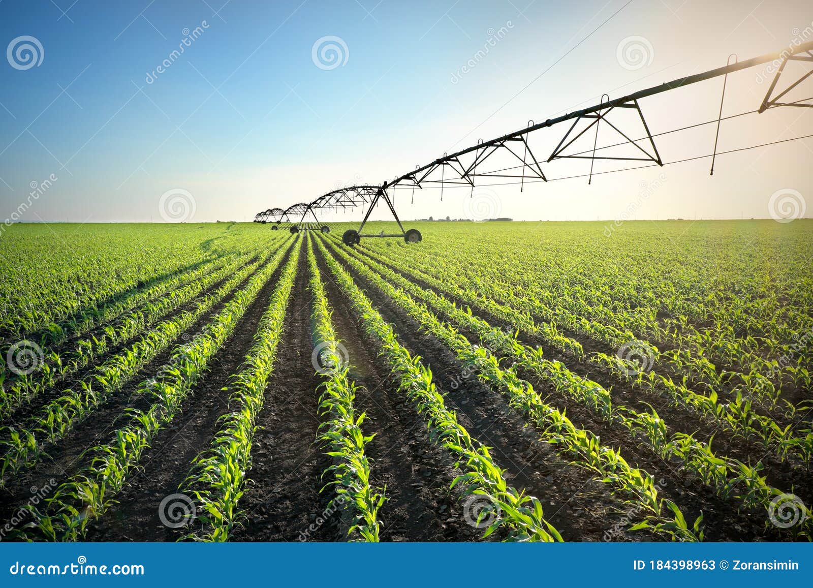 Corn Field in Spring with Watering System Stock Image - Image of ...