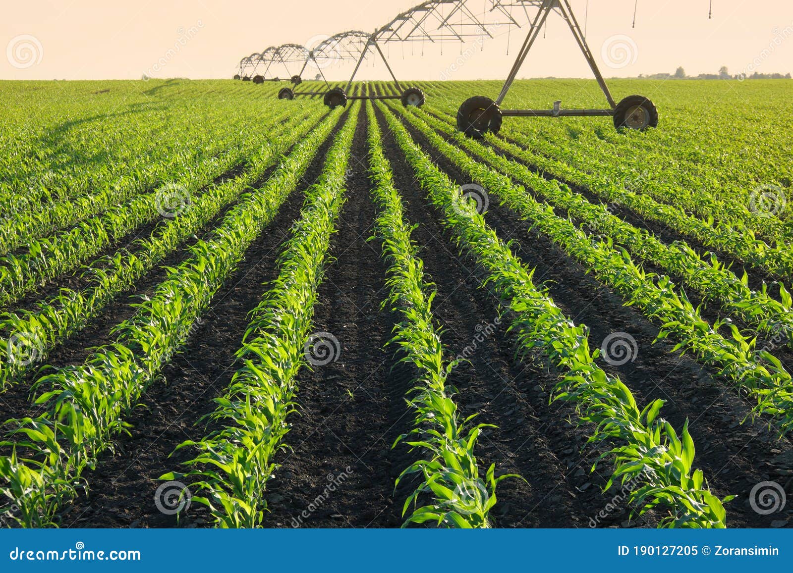 Corn Field in Spring with Watering System Stock Image - Image of nature ...