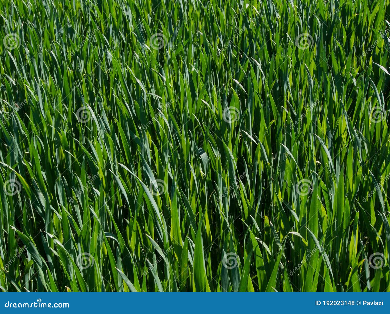 Lush Green Corn Field in Spring Stock Photo - Image of corn, green ...