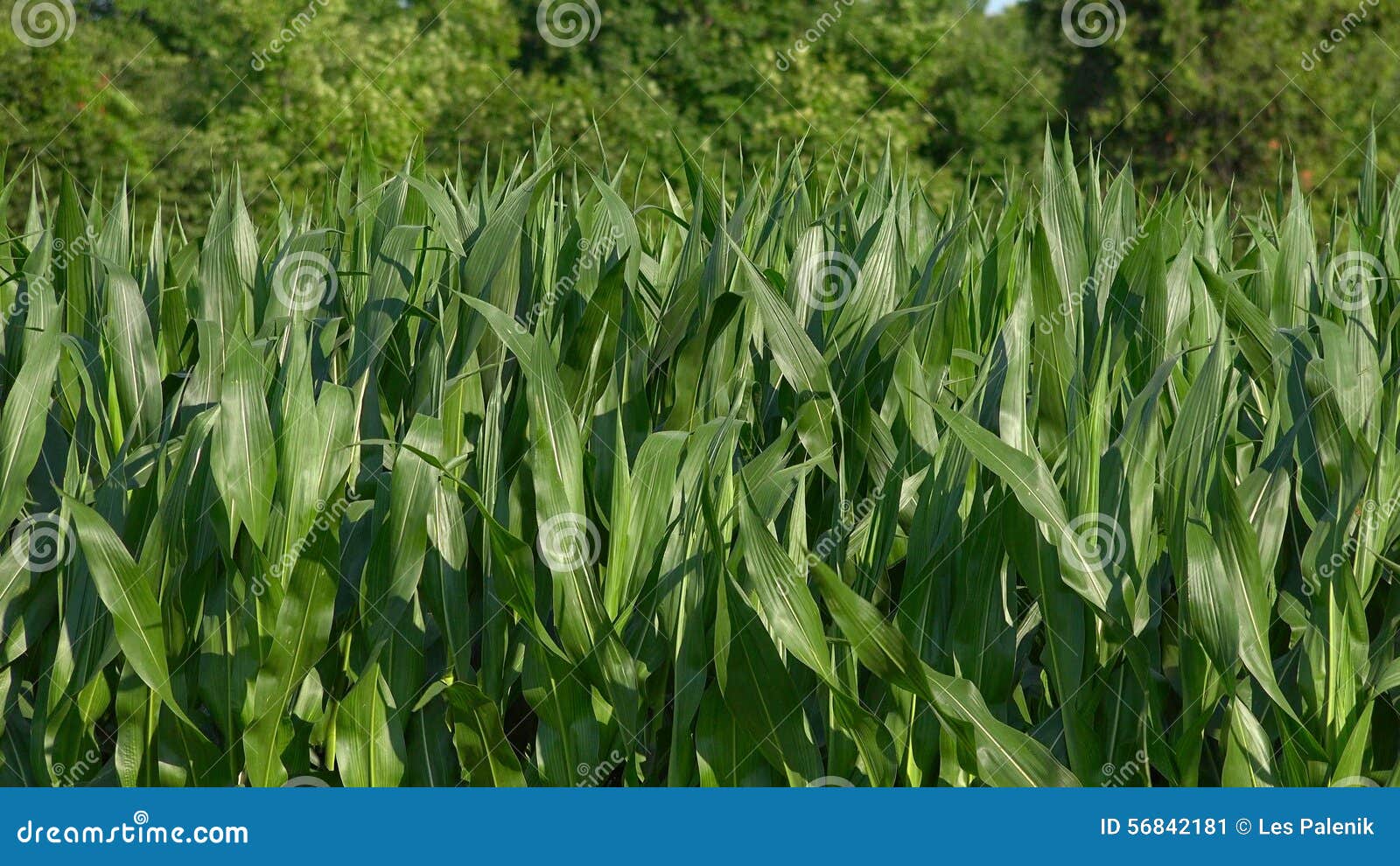 Corn field stock image. Image of stalks, harvest, corn - 56842181