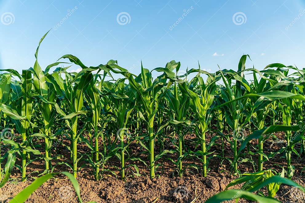 Corn field. Corn stalks stock image. Image of farming - 306149059