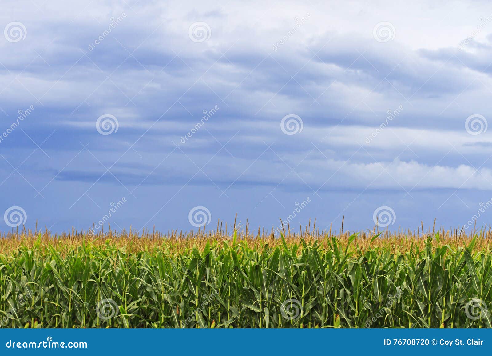 Corn Field with Storm Clouds Overhead Stock Photo - Image of harvest ...