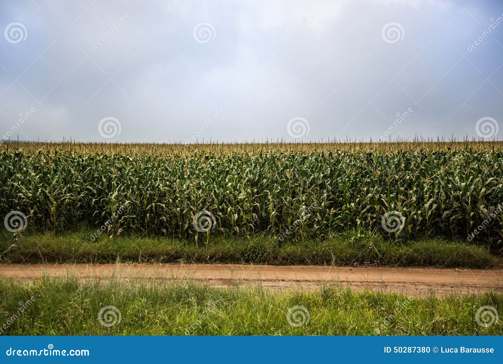 Corn field stock photo. Image of harvest, beyer, straight - 50287380