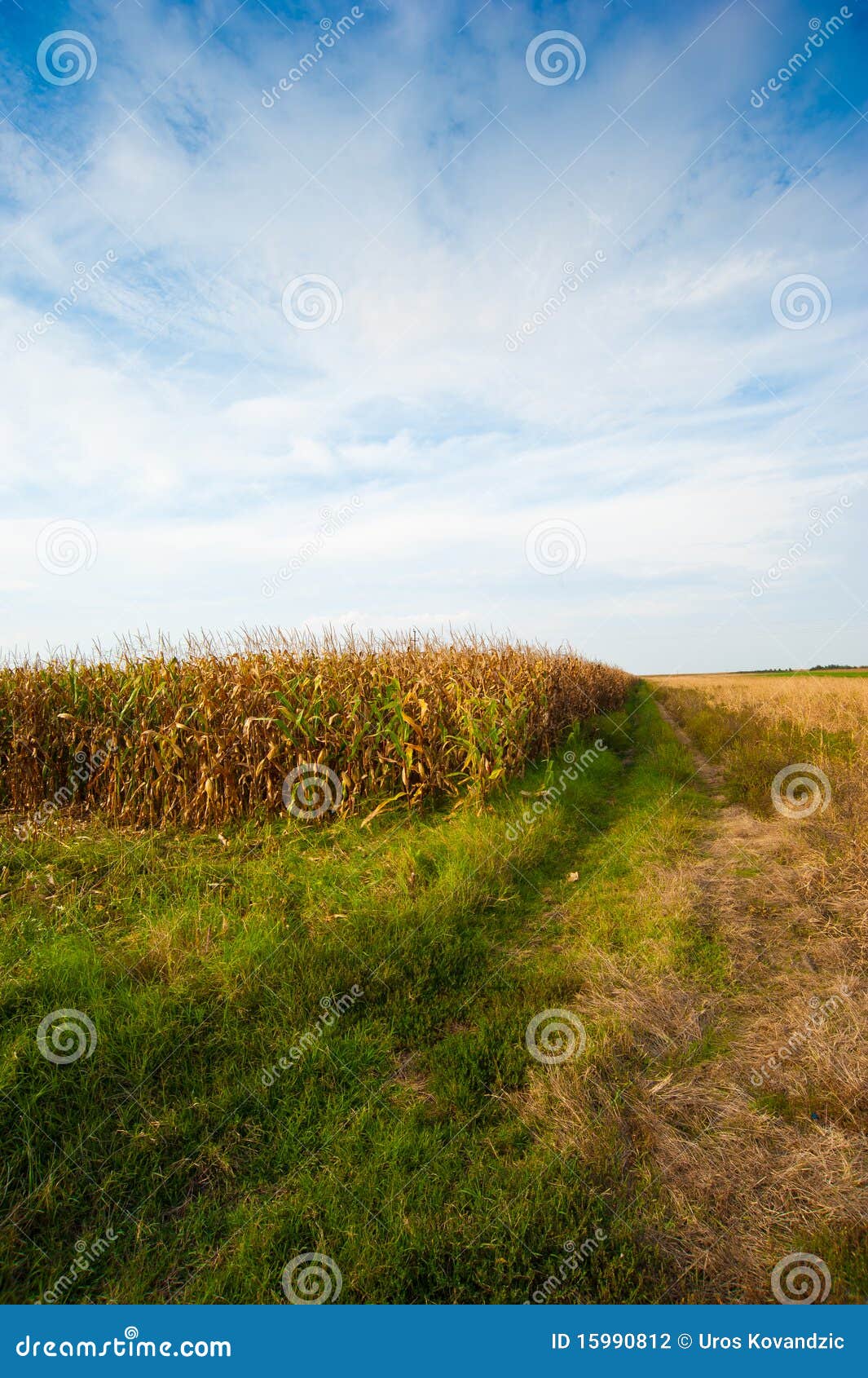 Corn field in summer stock photo. Image of summer, land - 15990812