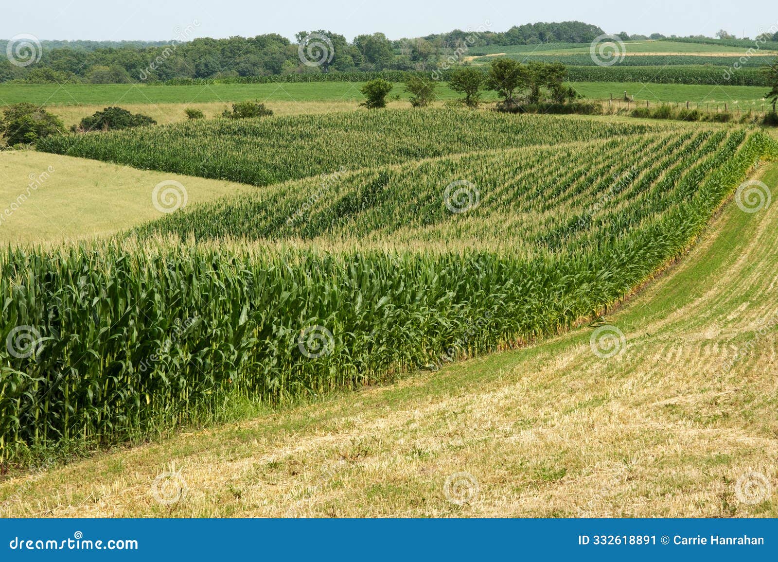 Corn Field Rows on a Hillside in the Summer Stock Image - Image of ...