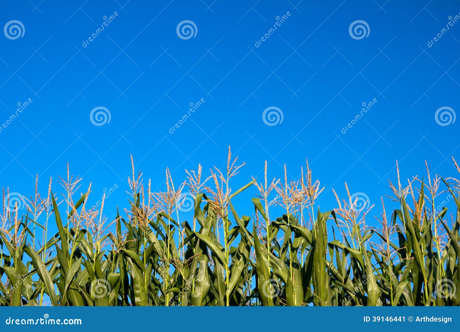 Corn field stock image. Image of cultivate, corn, plant - 39146441