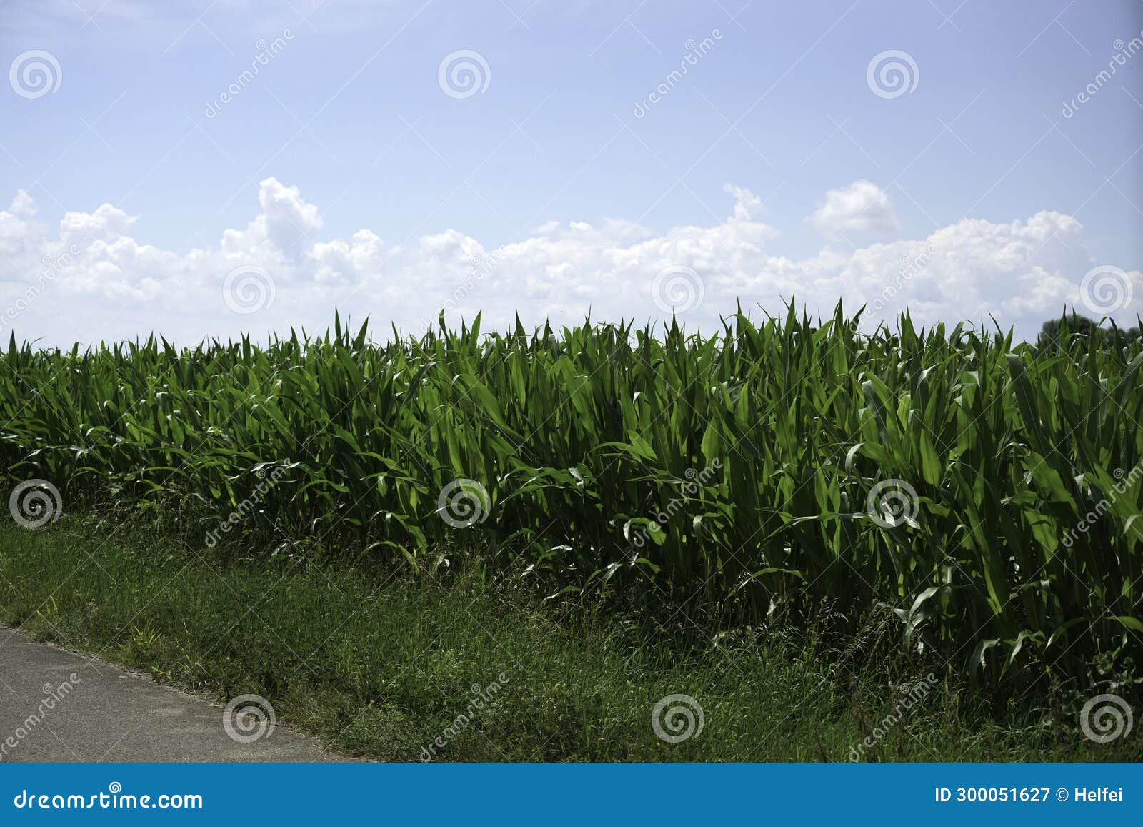 Corn Field in Summer with Blue Sky and Grain Stock Image - Image of ...