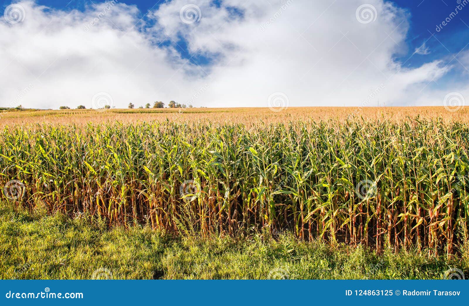 Corn field on summer day stock image. Image of food - 124863125