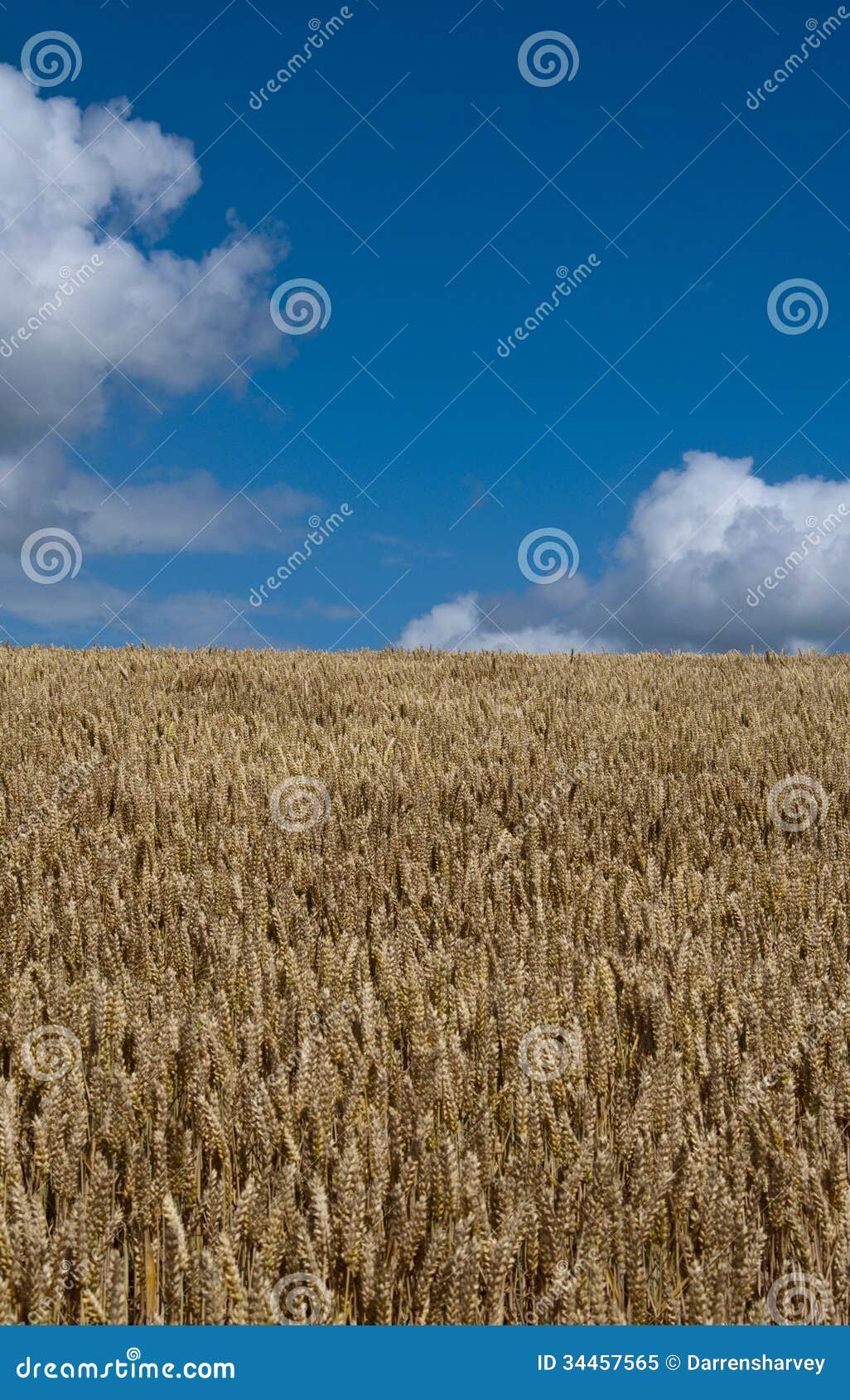 Corn field stock image. Image of farming, horizon, clouds - 34457565
