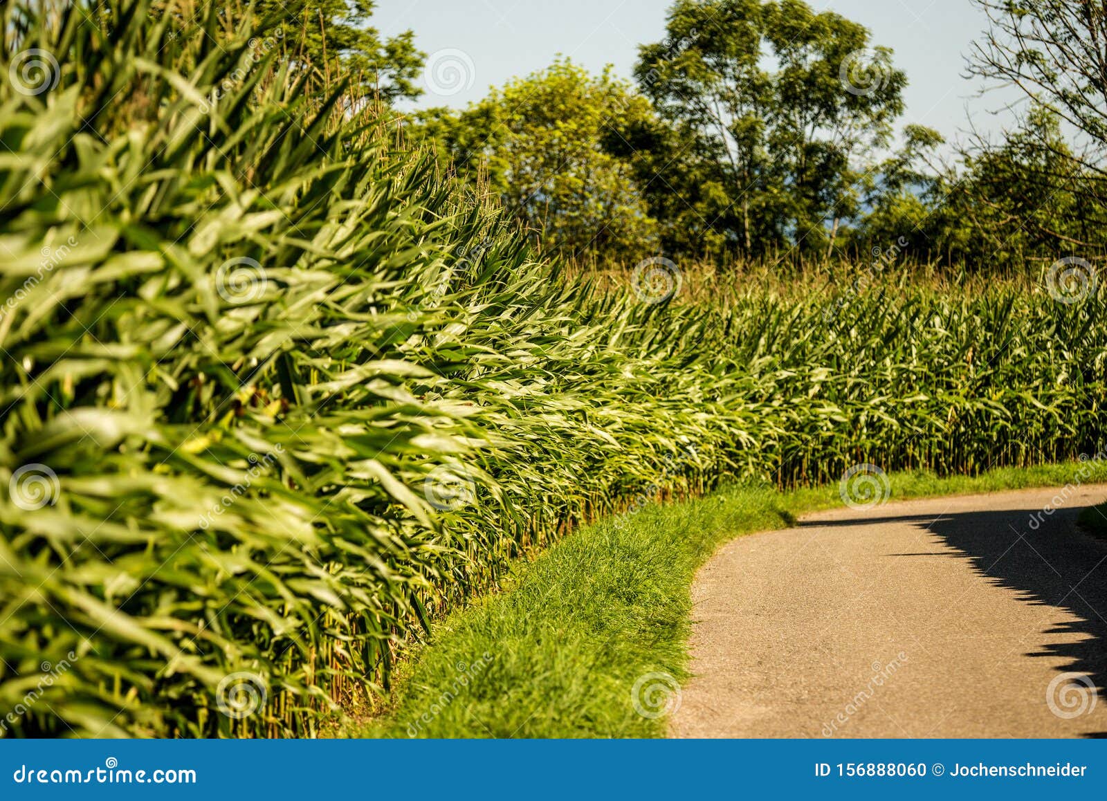 Corn Field in Summer in Germany Stock Photo - Image of cereal, summer ...