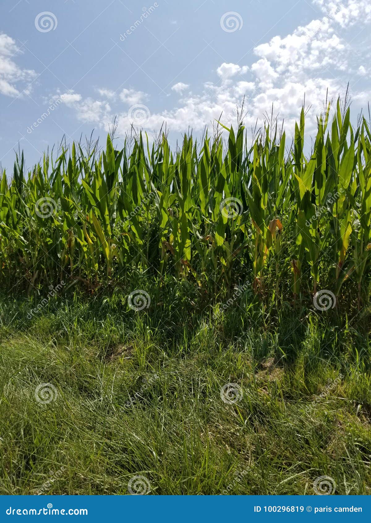 Summer Sun Corn Field Overgrown Stock Image - Image of summer, corn ...