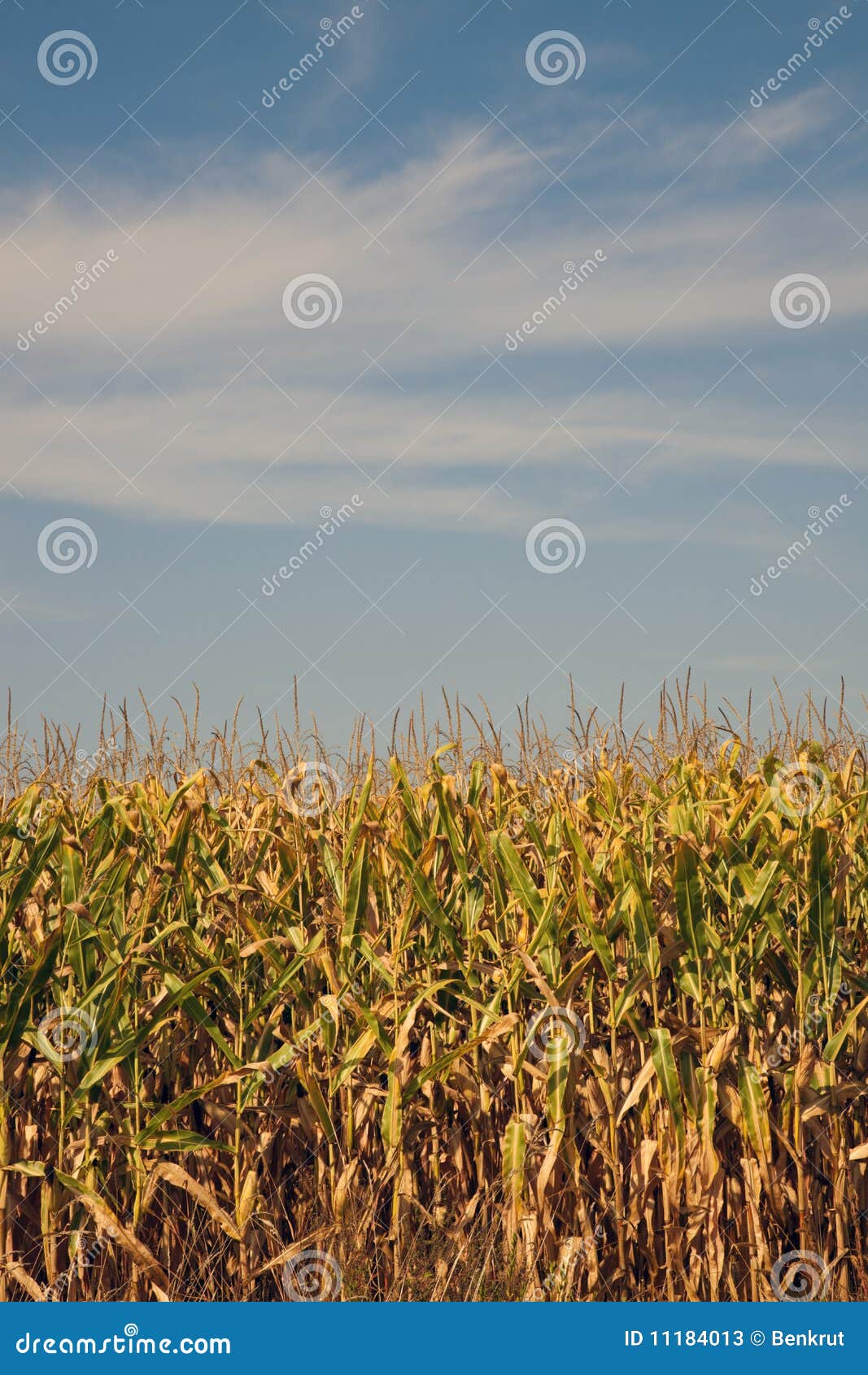 Corn field, summer time stock image. Image of cultivated - 11184013