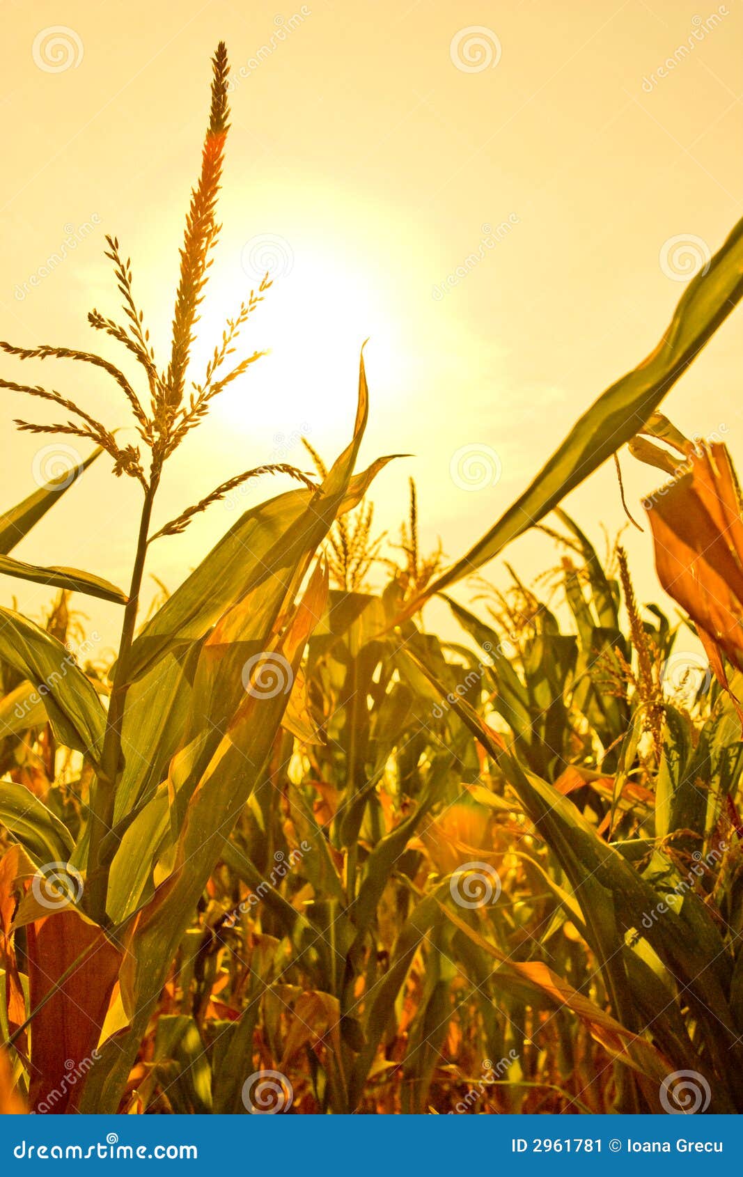 Corn field with sun stock image. Image of ripe, good, sunny - 2961781
