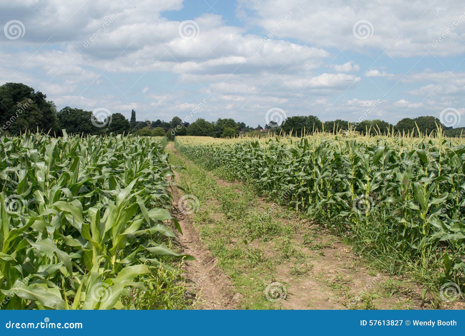 Corn Field in the Sun stock image. Image of distance - 57613827