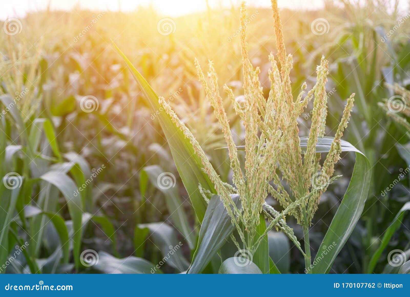 Corn field with sun light stock photo. Image of maize - 170107762