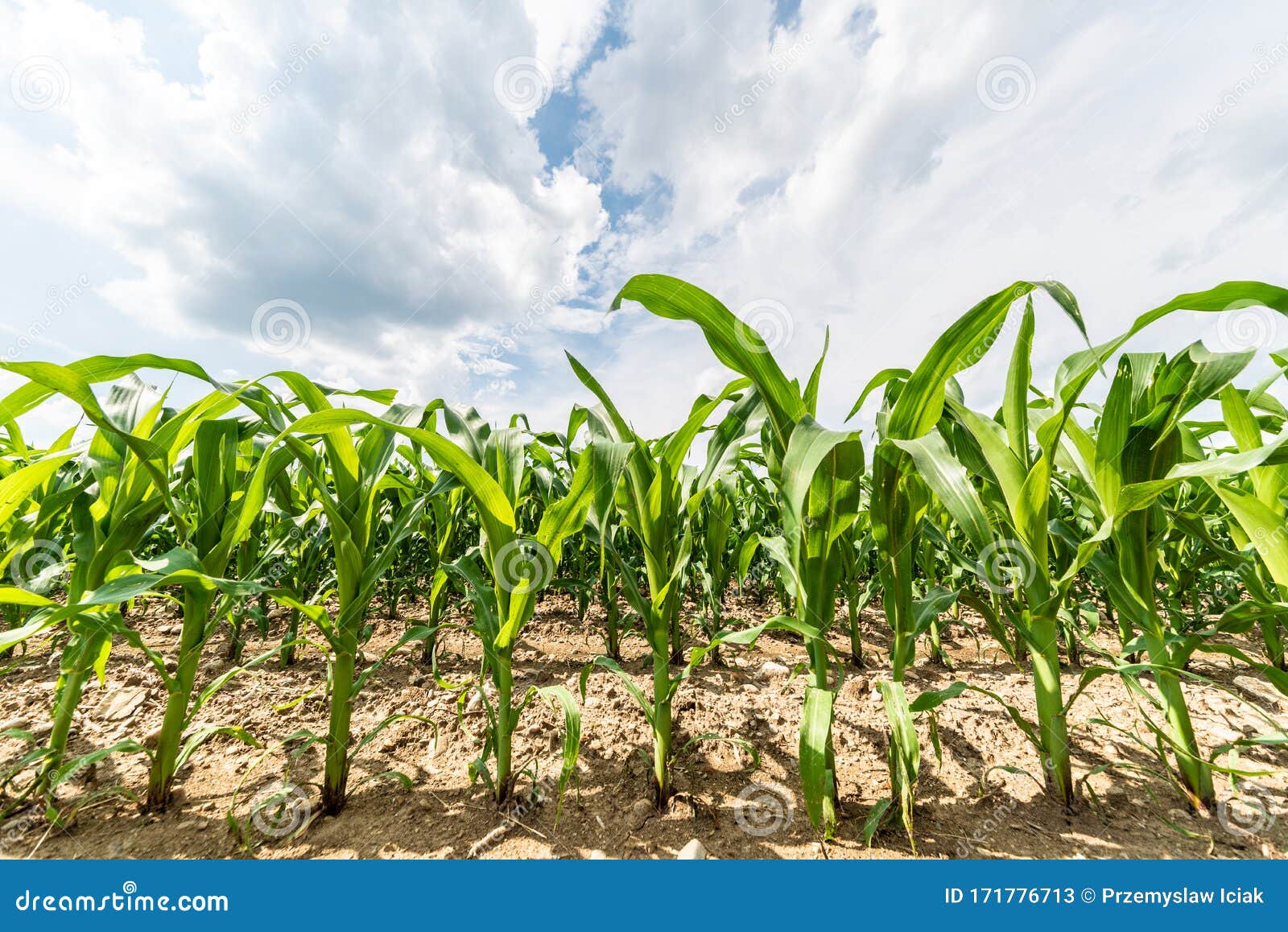 Corn field in a sun stock image. Image of harvest, maize - 171776713